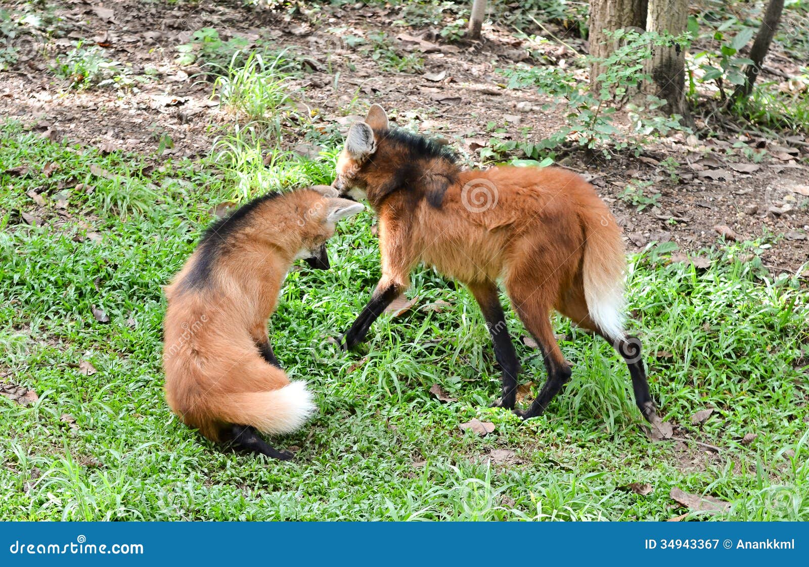 Maned wolf stock image. Image of canidae, mammal, south - 34943367