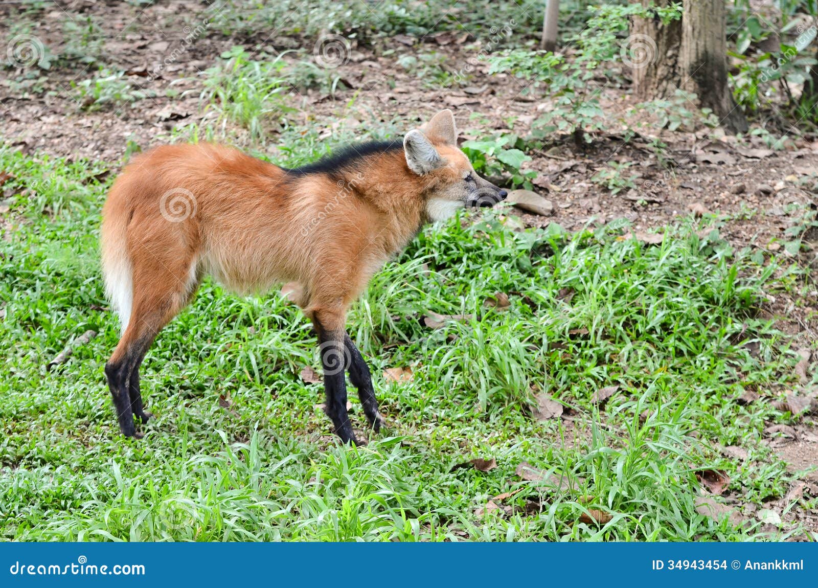 Maned wolf stock photo. Image of wildlife, south, chrysocyon - 34943454