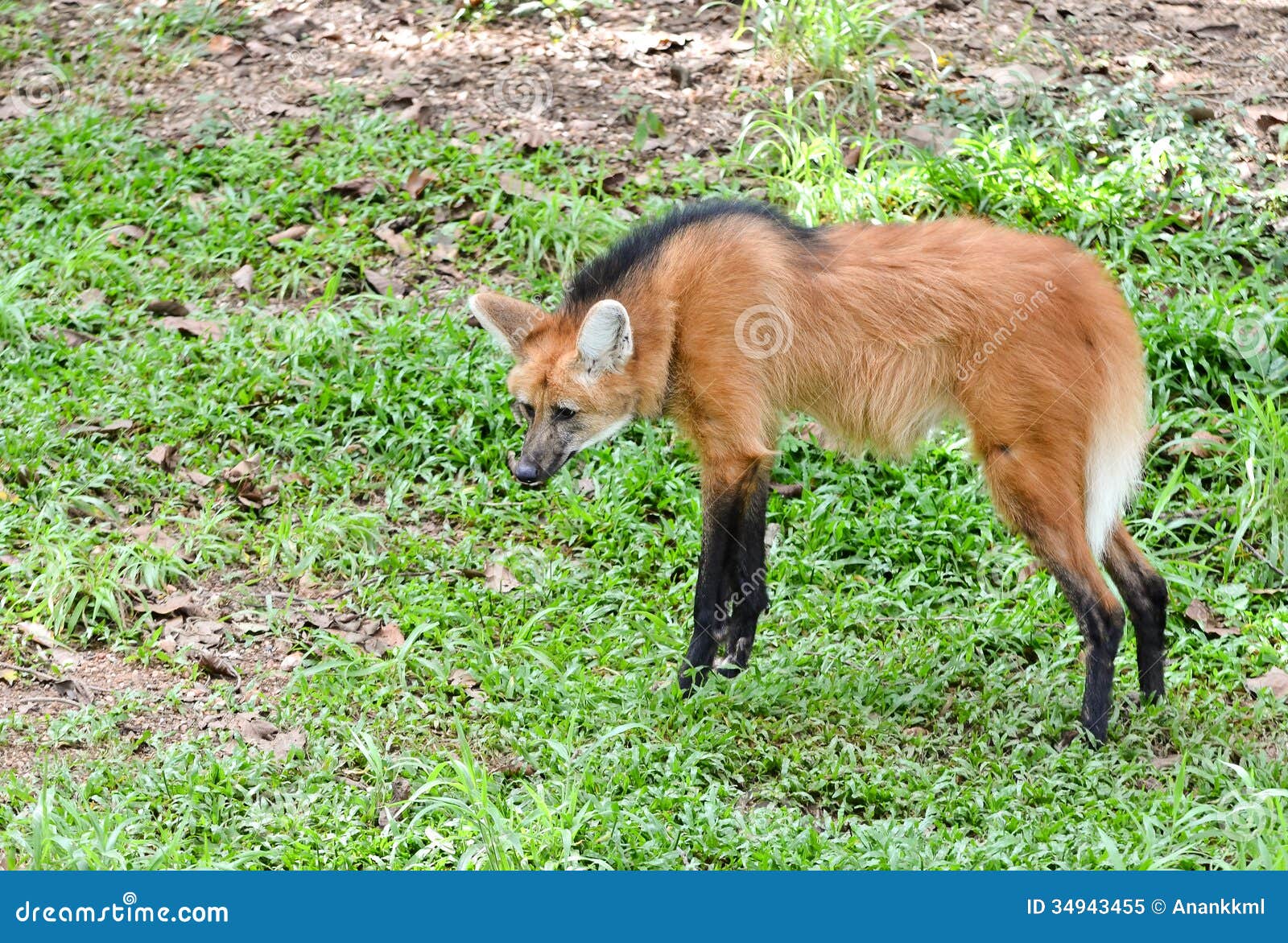Maned wolf stock image. Image of beast, stiltlegged, wolf - 34943455