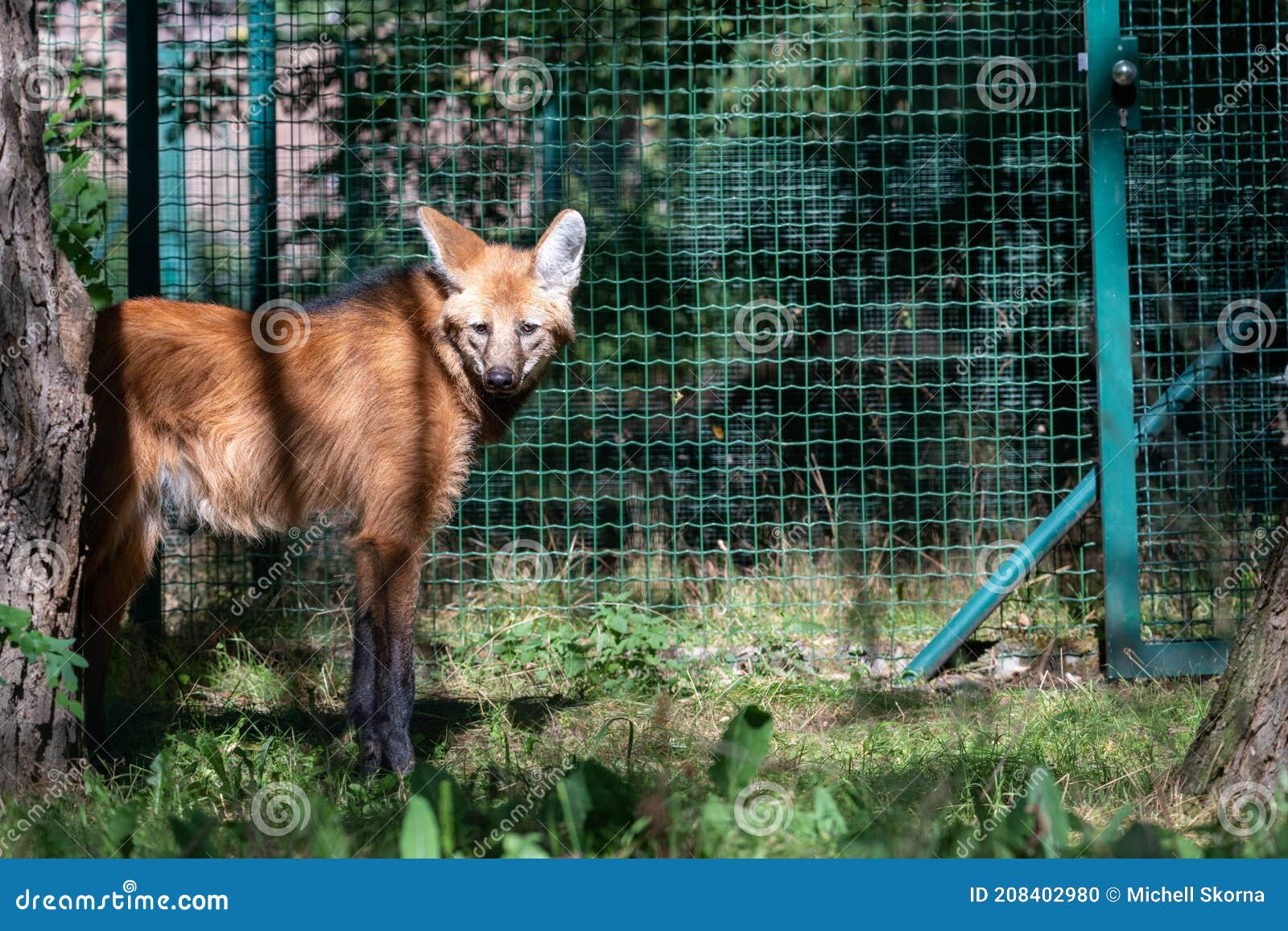 Maned Wolf Standing in an Enclosure Stock Photo - Image of maehnenwolf ...
