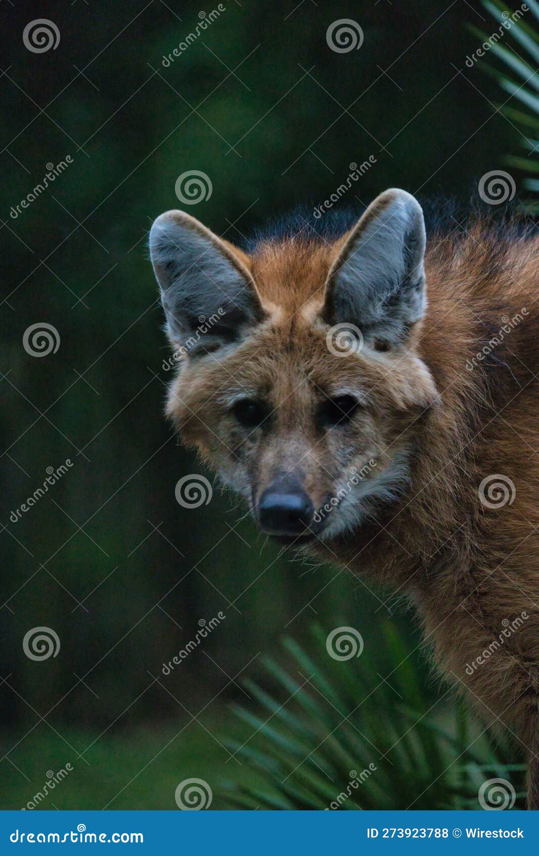 Maned Wolf Standing among Lush Green Foliage in a Forest Setting ...