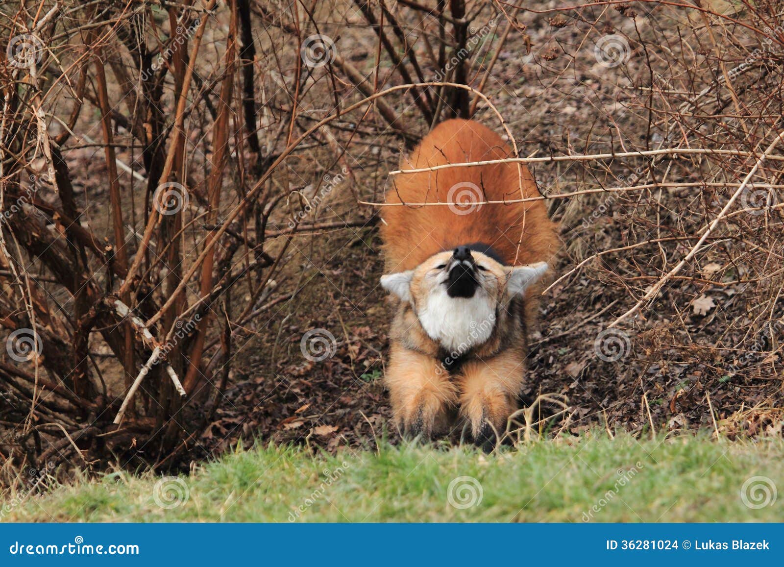 Maned wolf stock photo. Image of chrysocyon, animal, nature - 36281024