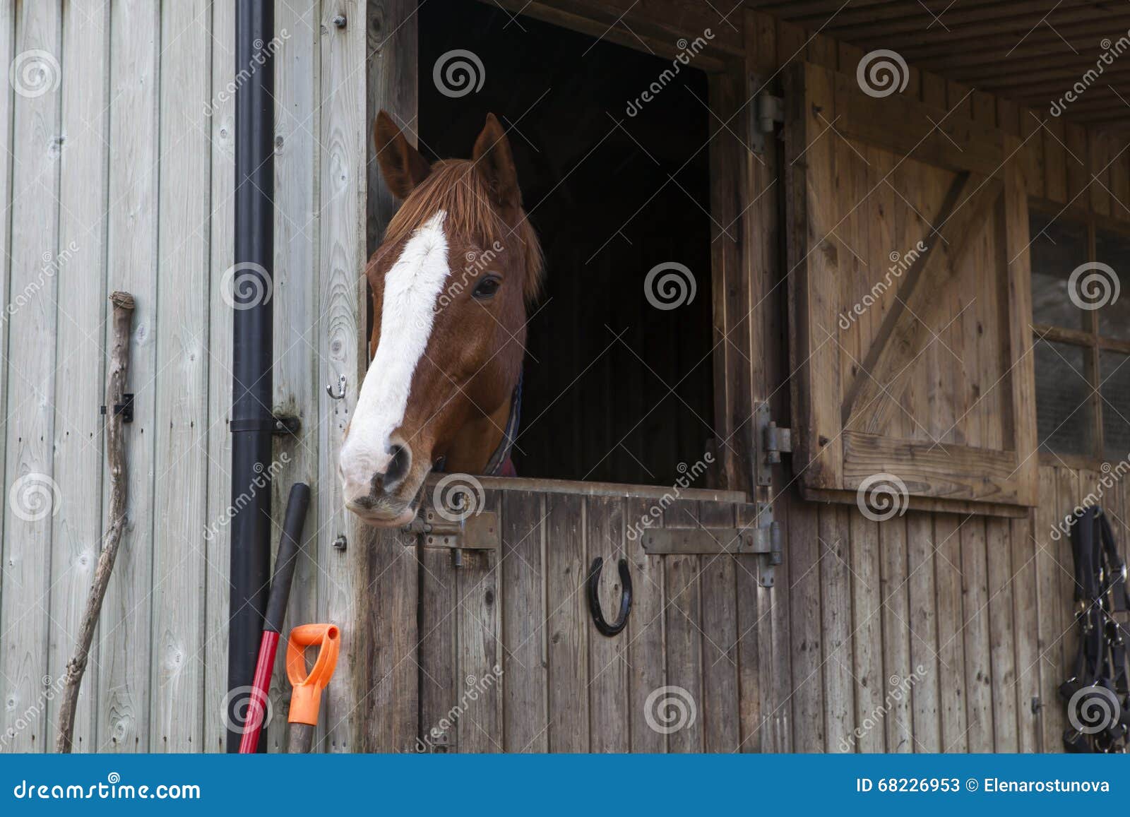Manege horse in stable stock image. Image of activities - 68226953