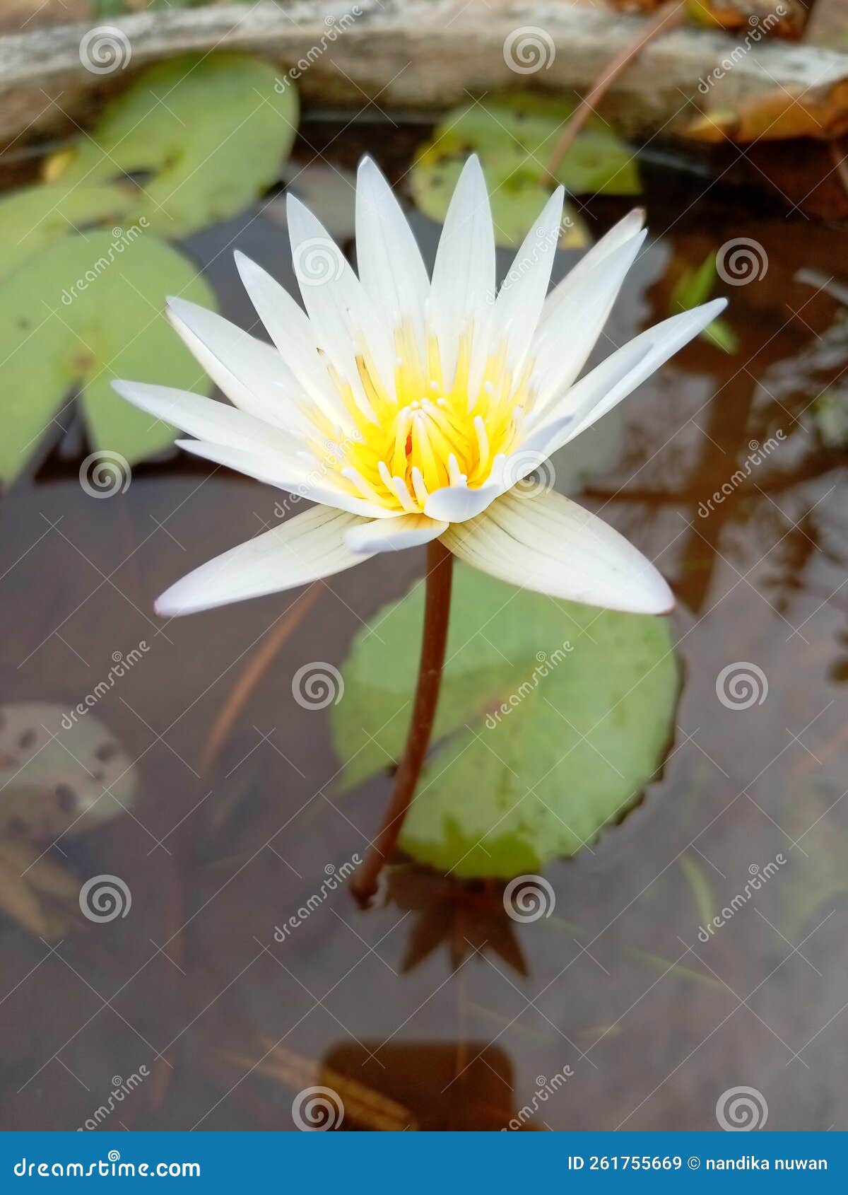 Sri Lankan Beautiful Flowers Stock Image - Image of beautiful, flowers ...