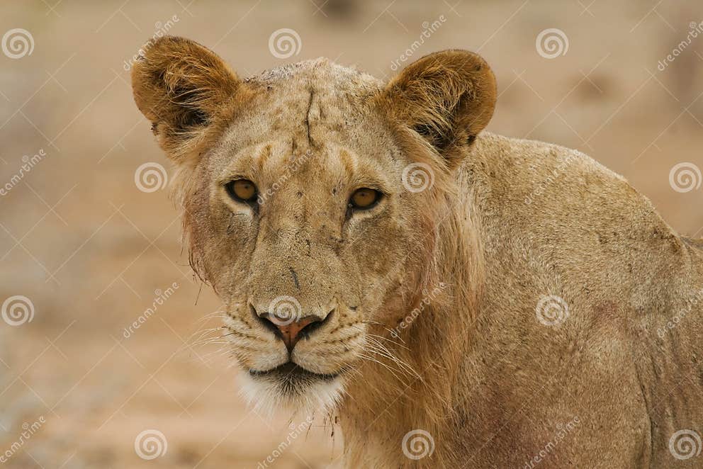 Maneless lion stock image. Image of maneless, tsavo, kenya - 2412921