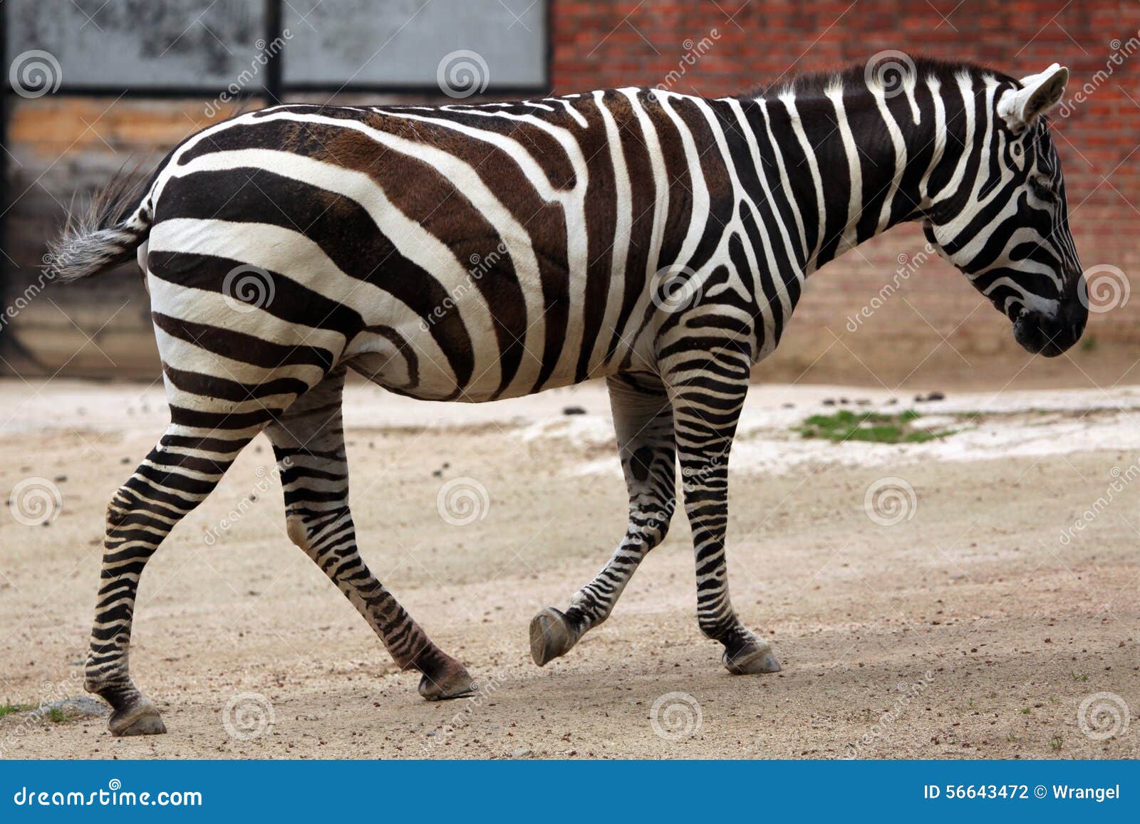 Maneless Sebra (Equusquaggaborensisen) Arkivfoto - Bild av traskat ...