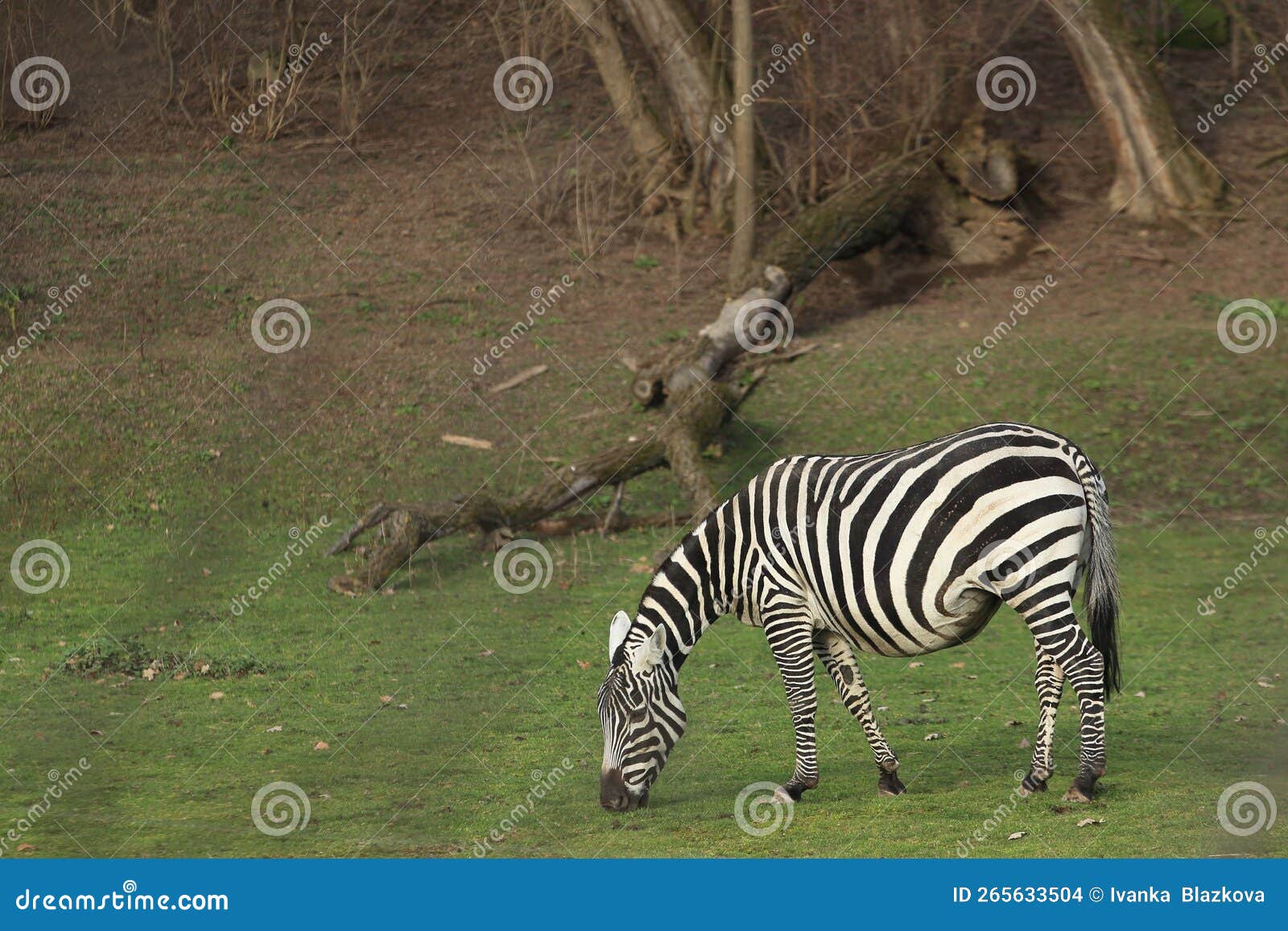 Maneless Zebra, Equus Quagga Borensis, Is The Rarest Subspecies Of The ...