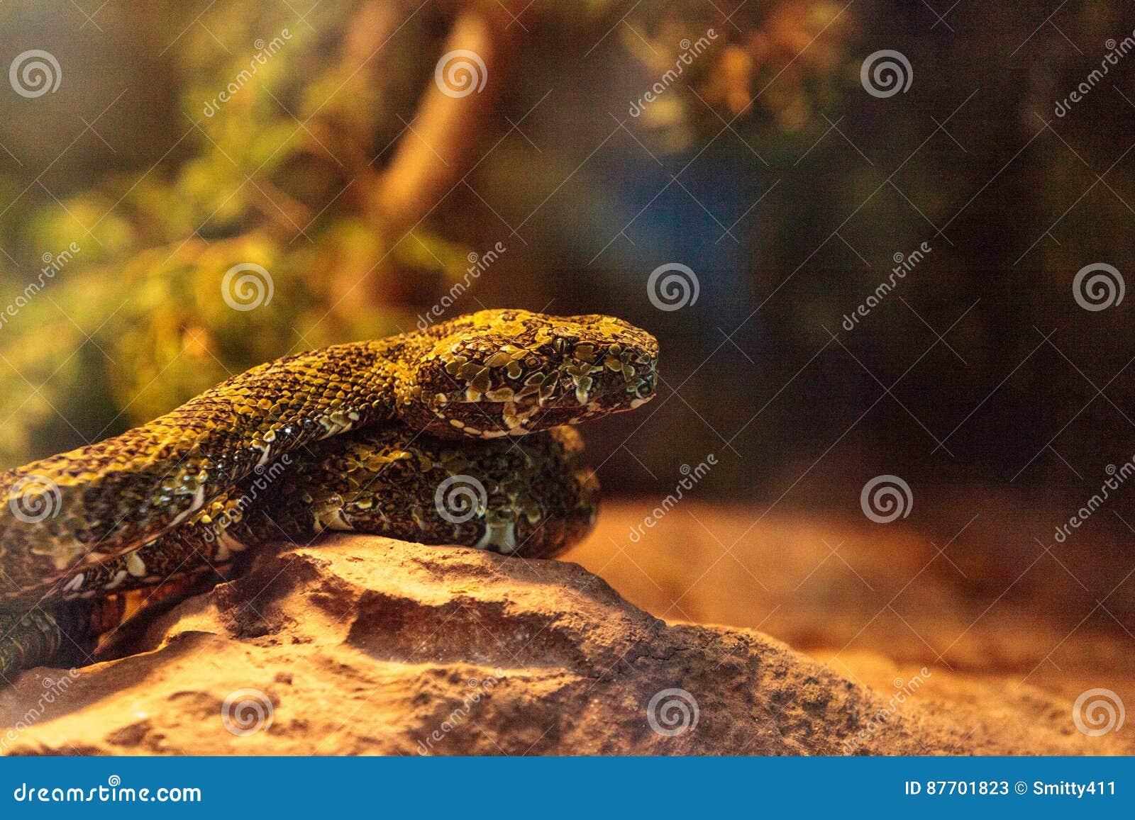 Mang Mountain Pit Viper Known As Protobothrops Mangshanensis Royalty ...
