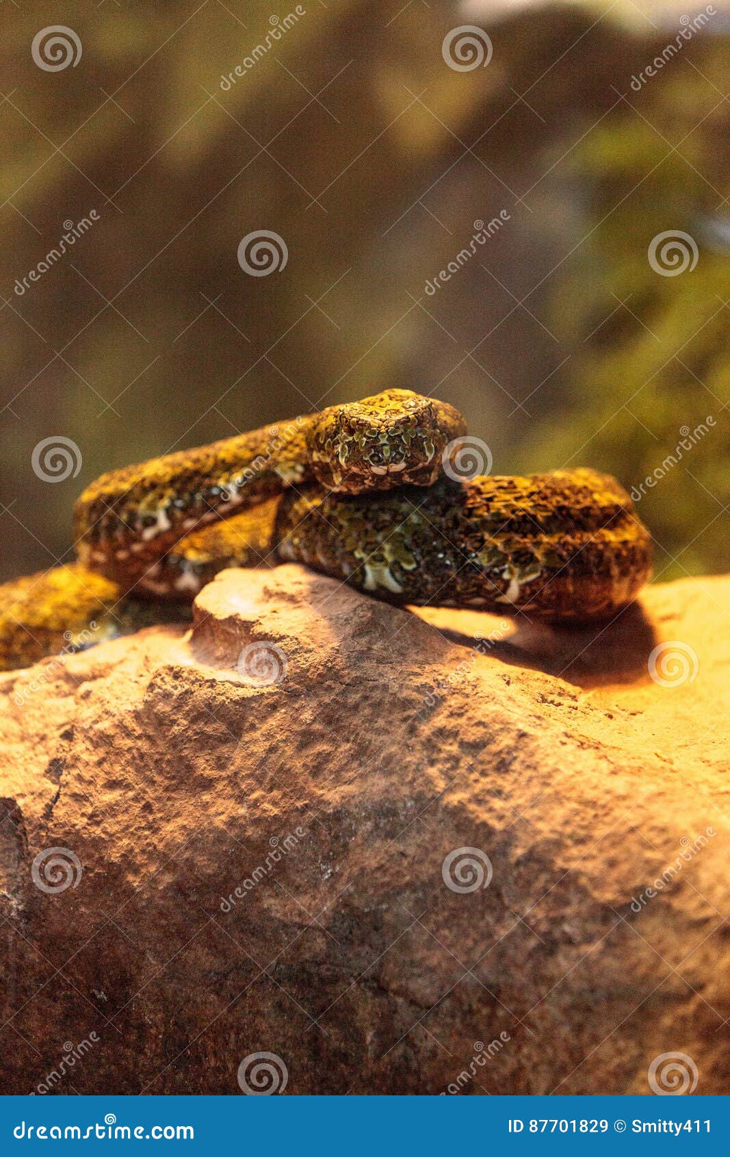 Mang Mountain Pit Viper Known As Protobothrops Mangshanensis Photos ...