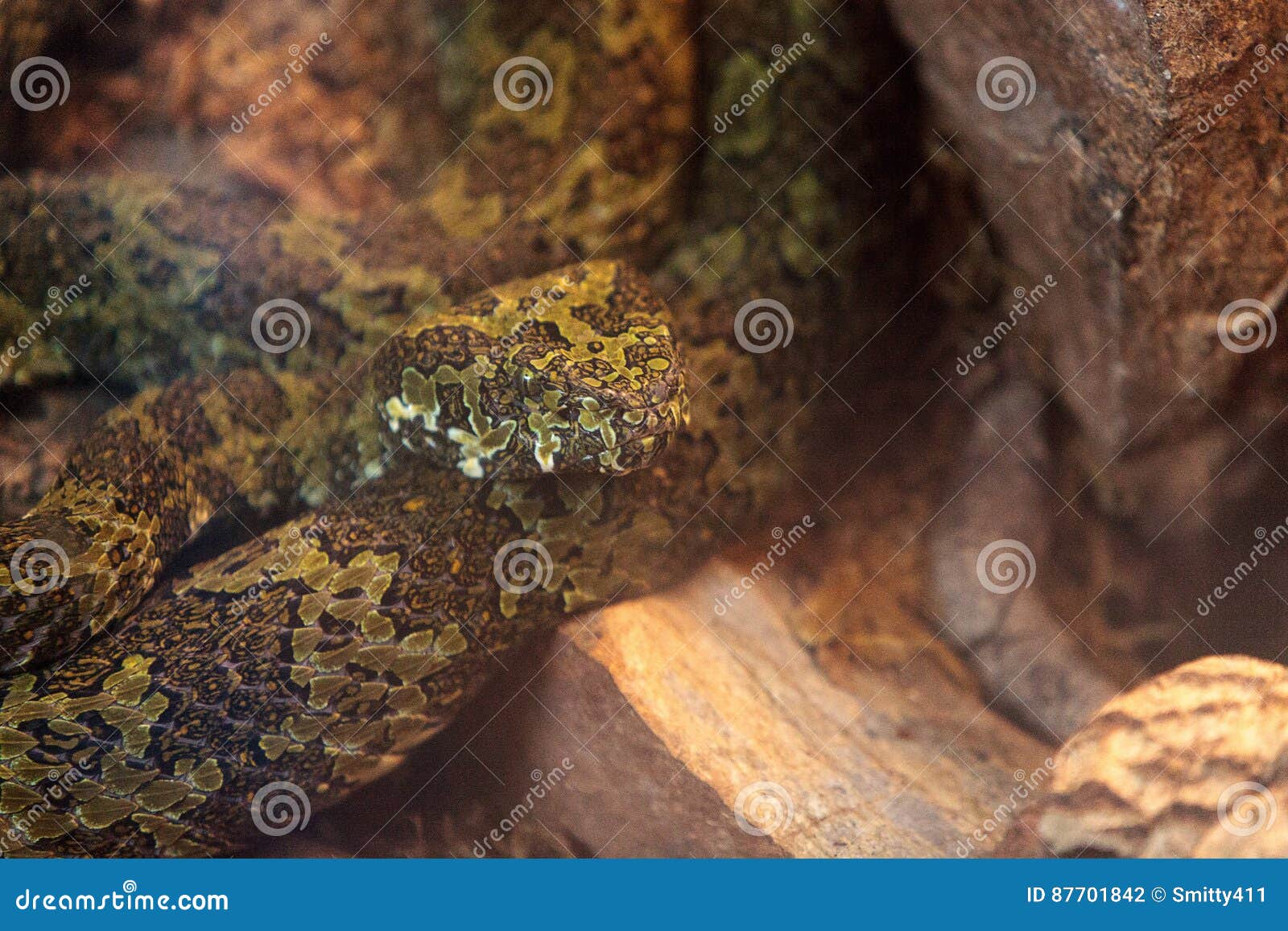 Mang Mountain Pit Viper Known As Protobothrops Mangshanensis Stock ...