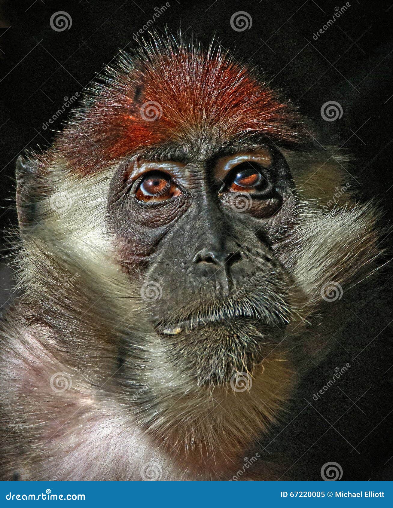Mangabe Monkey stock image. Image of african, hair, hand - 67220005