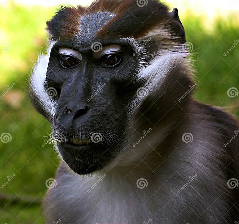 Mangabey stock photo. Image of burgundy, monkey, distinctive - 232268