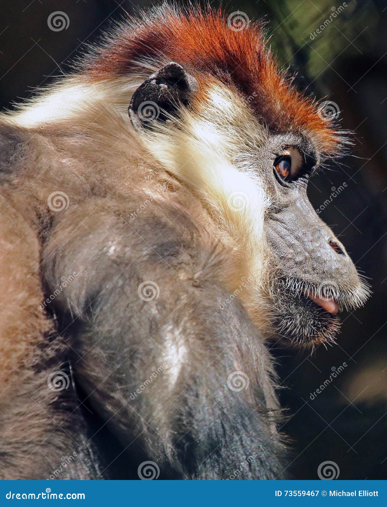 Mangabey stock image. Image of monkeys, mustache, whiskers - 73559467