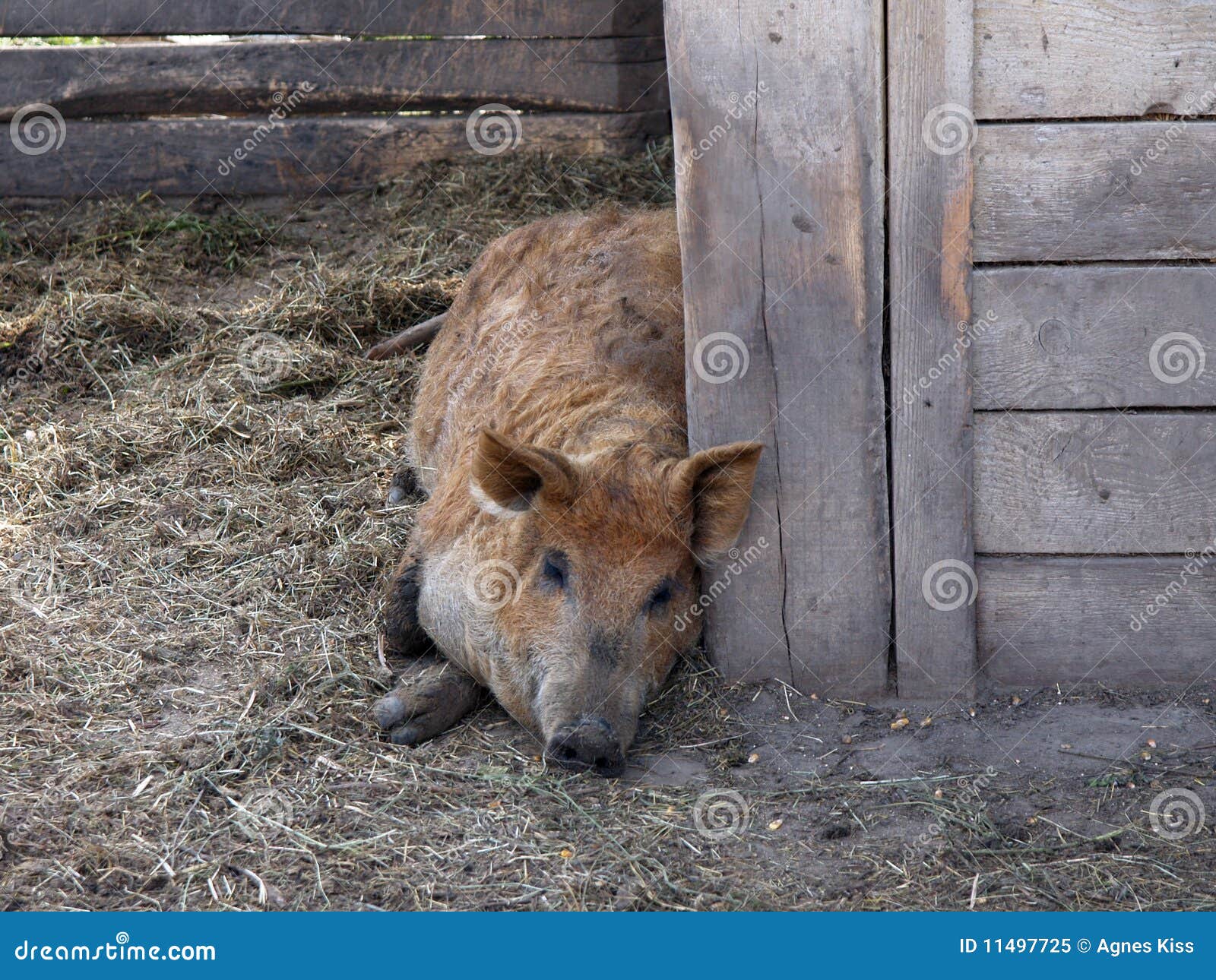 Mangalica - the Hungarian Pig Stock Image - Image of relaxing, board ...