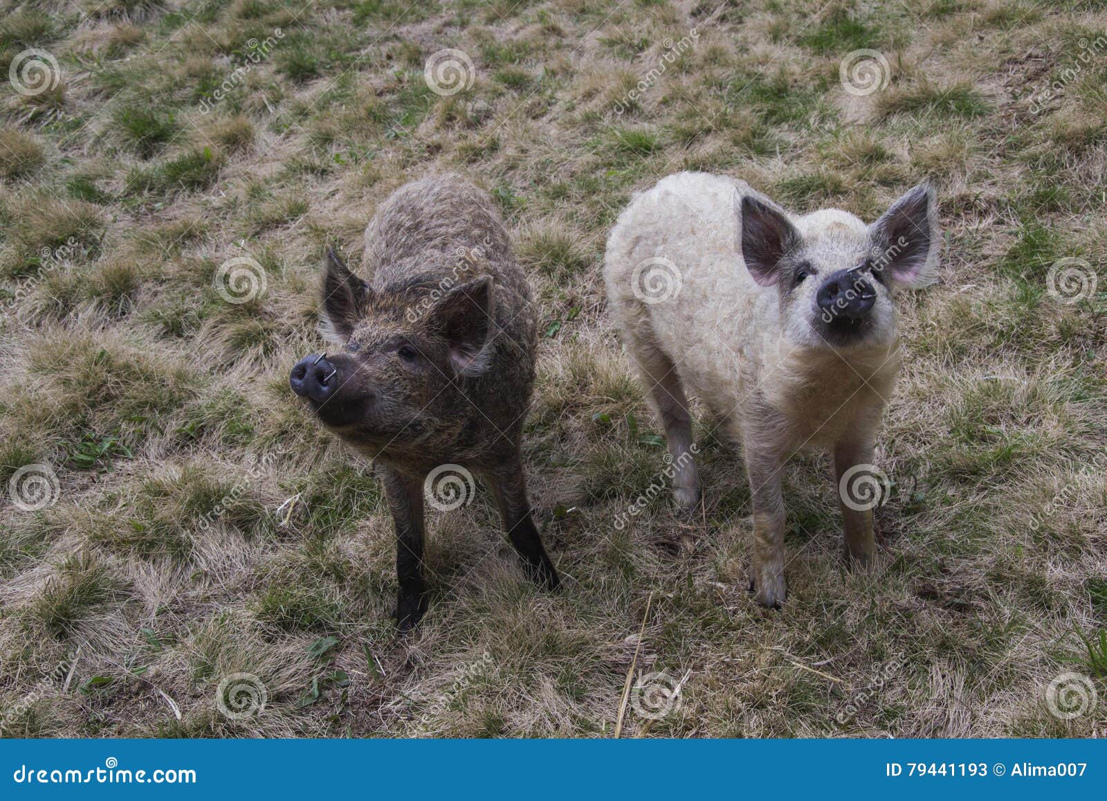 Mangalitsa svin fotografering för bildbyråer. Bild av fläsk - 79441193