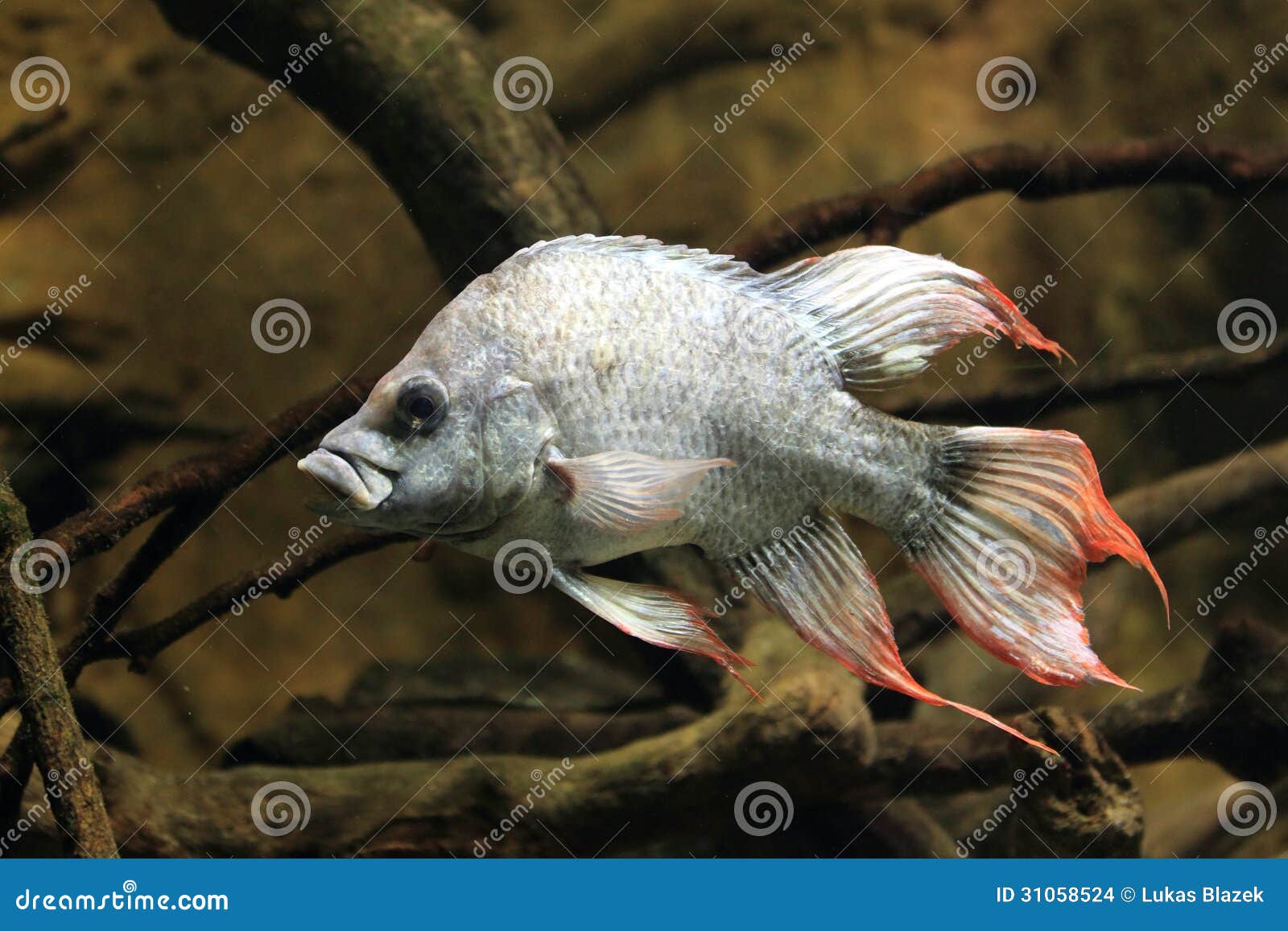 Mangarahara cichlid stock photo. Image of water, cichlid - 31058524