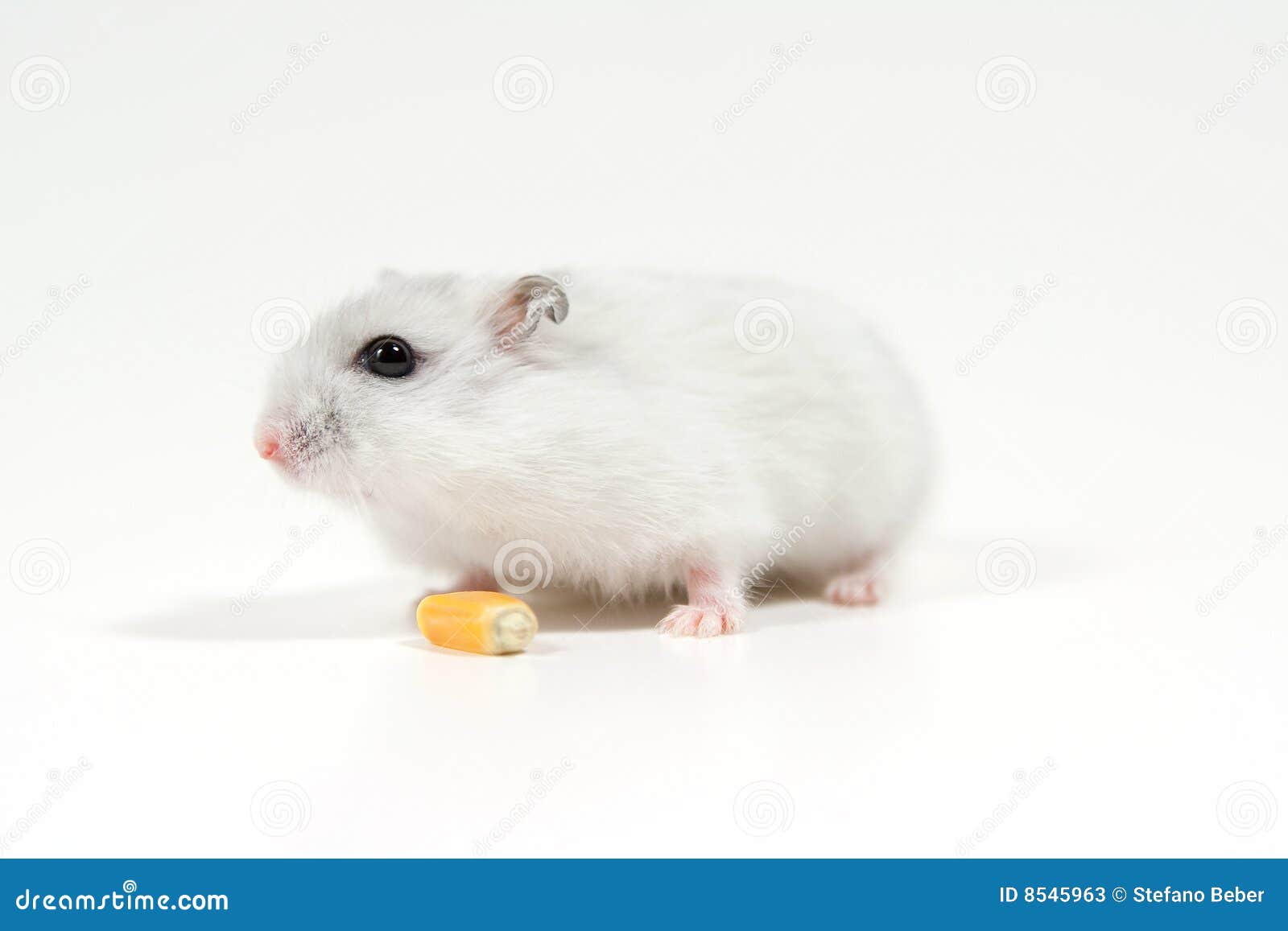 Mange Le Hamster De Texture Image stock - Image du hamster ...