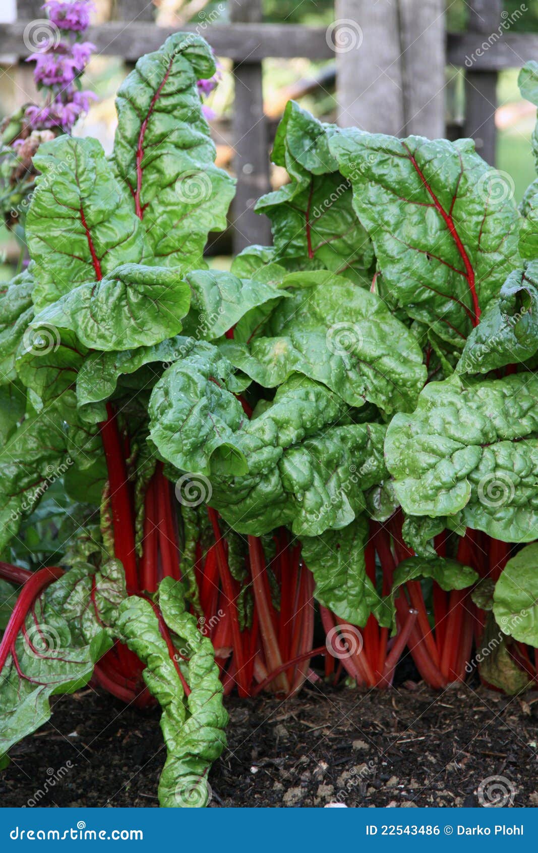 Mangel stock photo. Image of leaves, mangel, fresh, gardening - 22543486