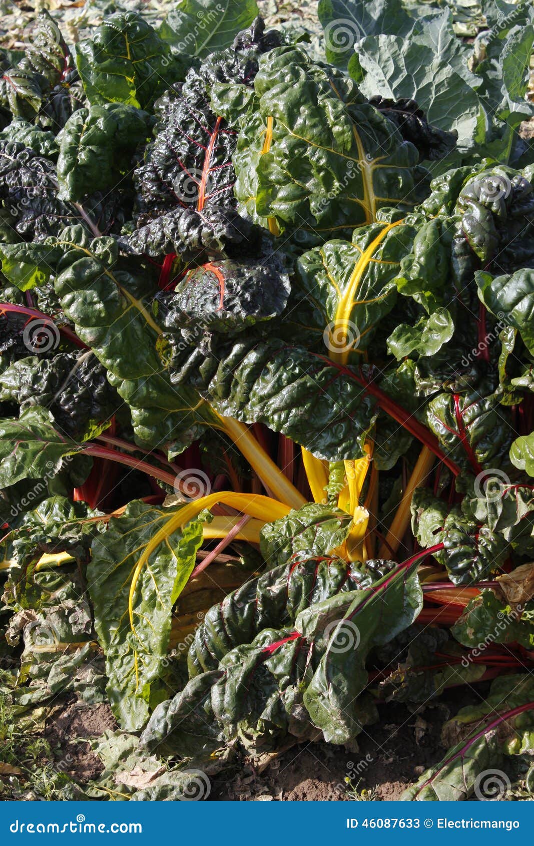 Mangel stock image. Image of crop, fresh, growing, floral - 46087633