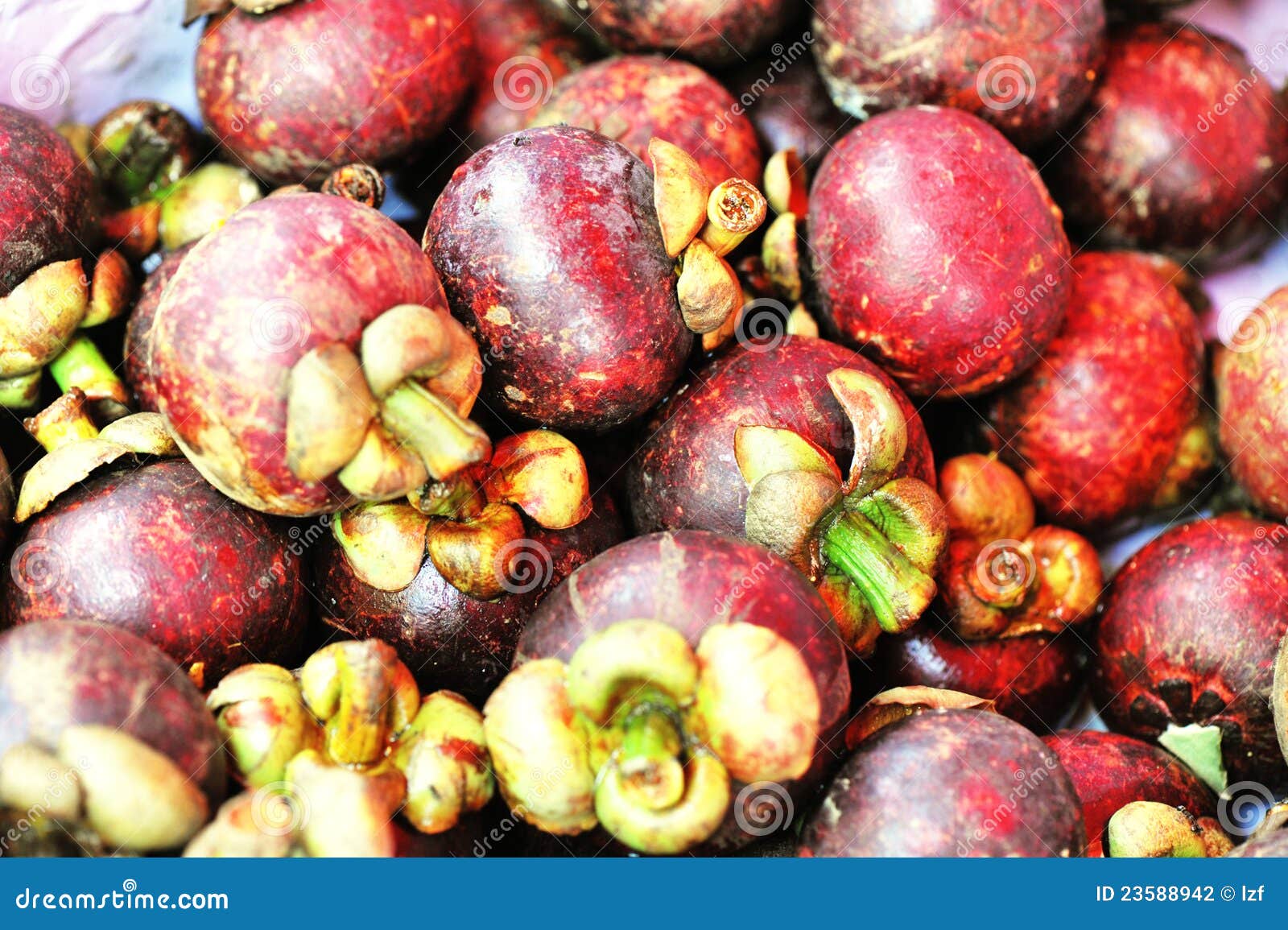 Manggis stock photo. Image of fruit, asia, agriculture - 23588942