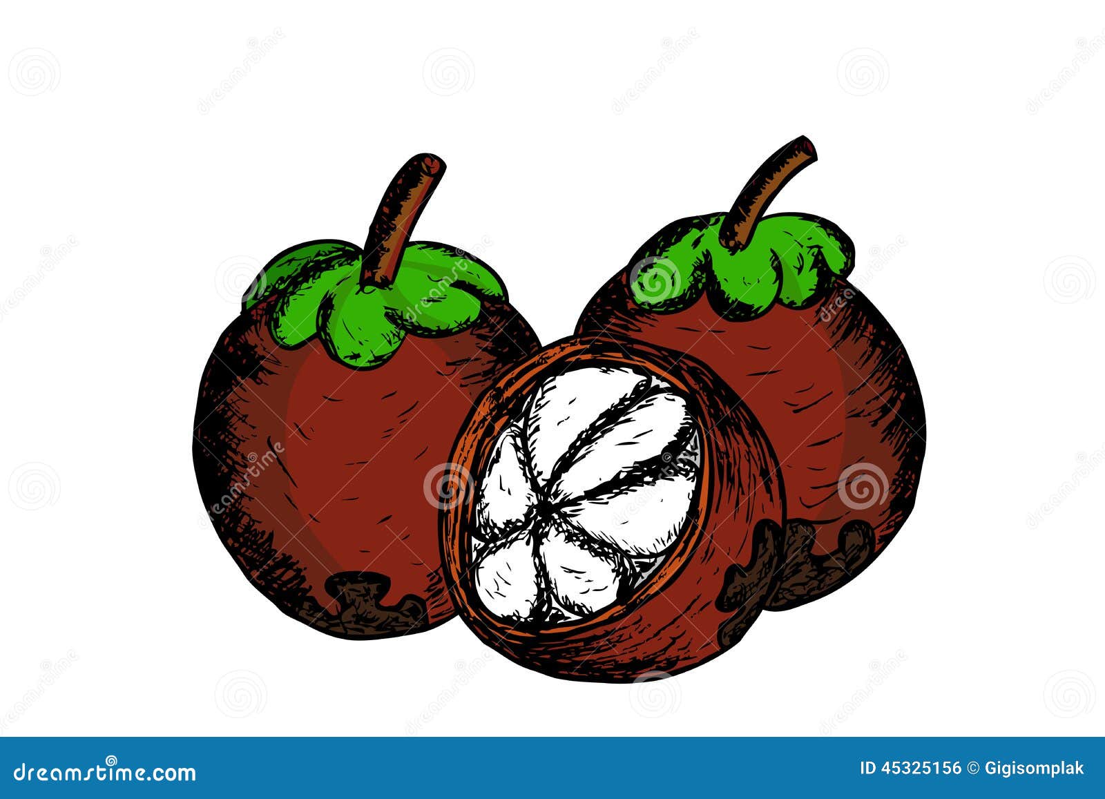 Manggis, Indonesisch fruit vector illustratie. Illustration of vrucht ...
