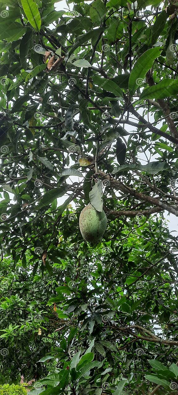 A manggo tree stock image. Image of jungle, manggo, fruit - 289534789