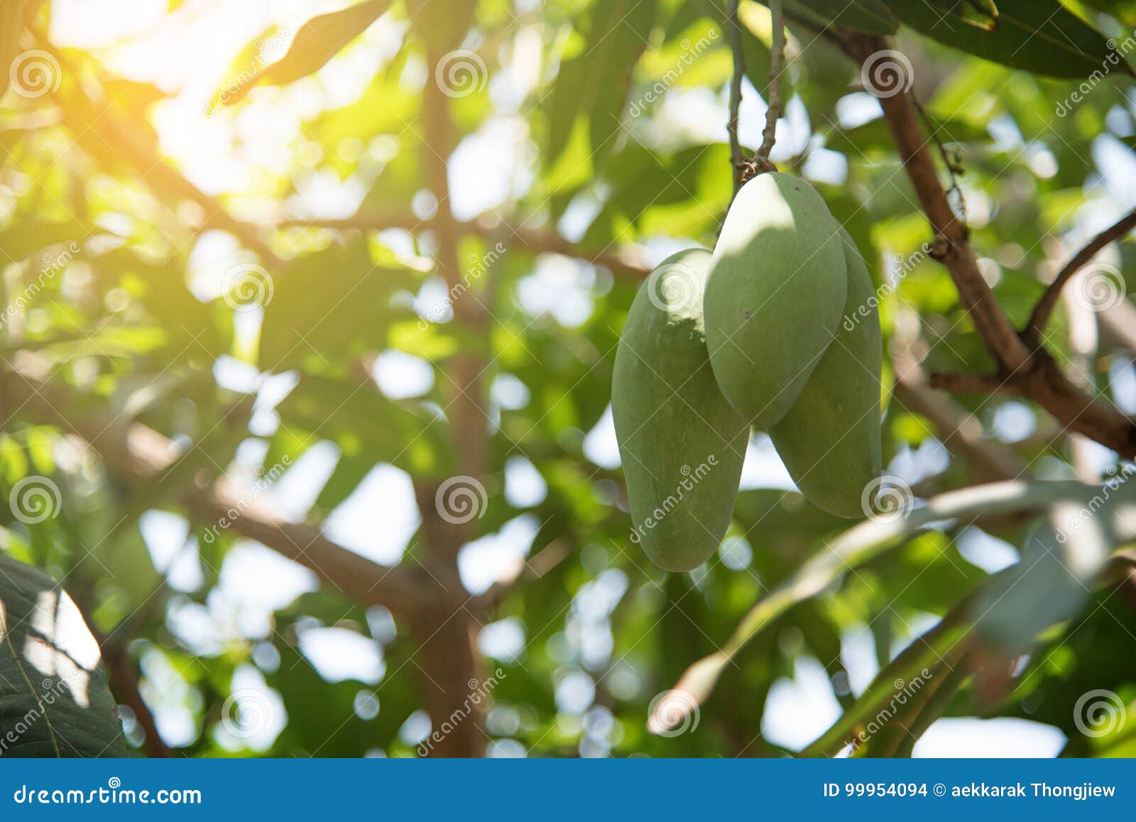 Manghi Sull'albero Di Mango Fotografia Stock - Immagine di crescere ...