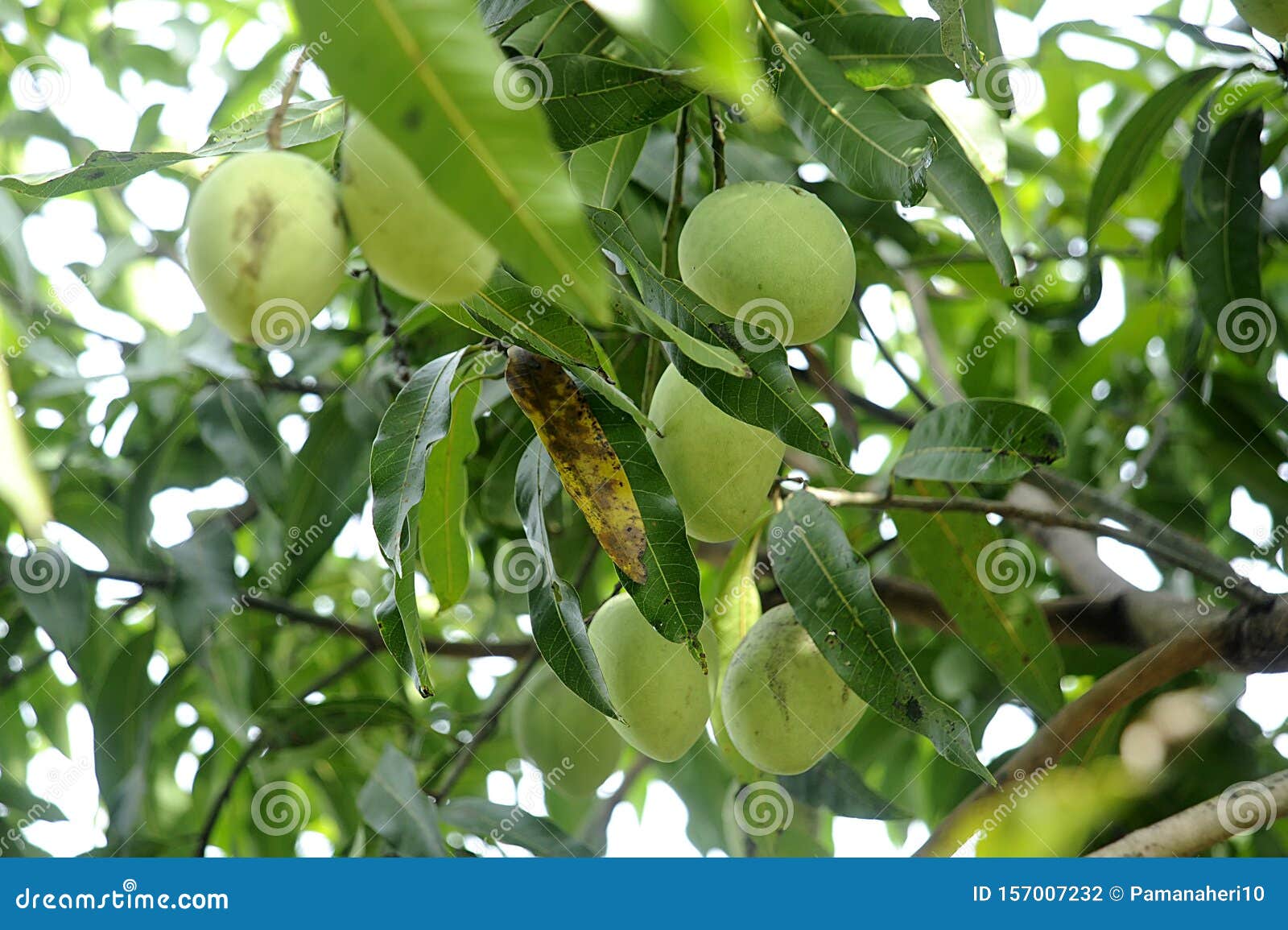 A Mango is a Juicy Stone Fruit Drupe Stock Photo - Image of healthy ...