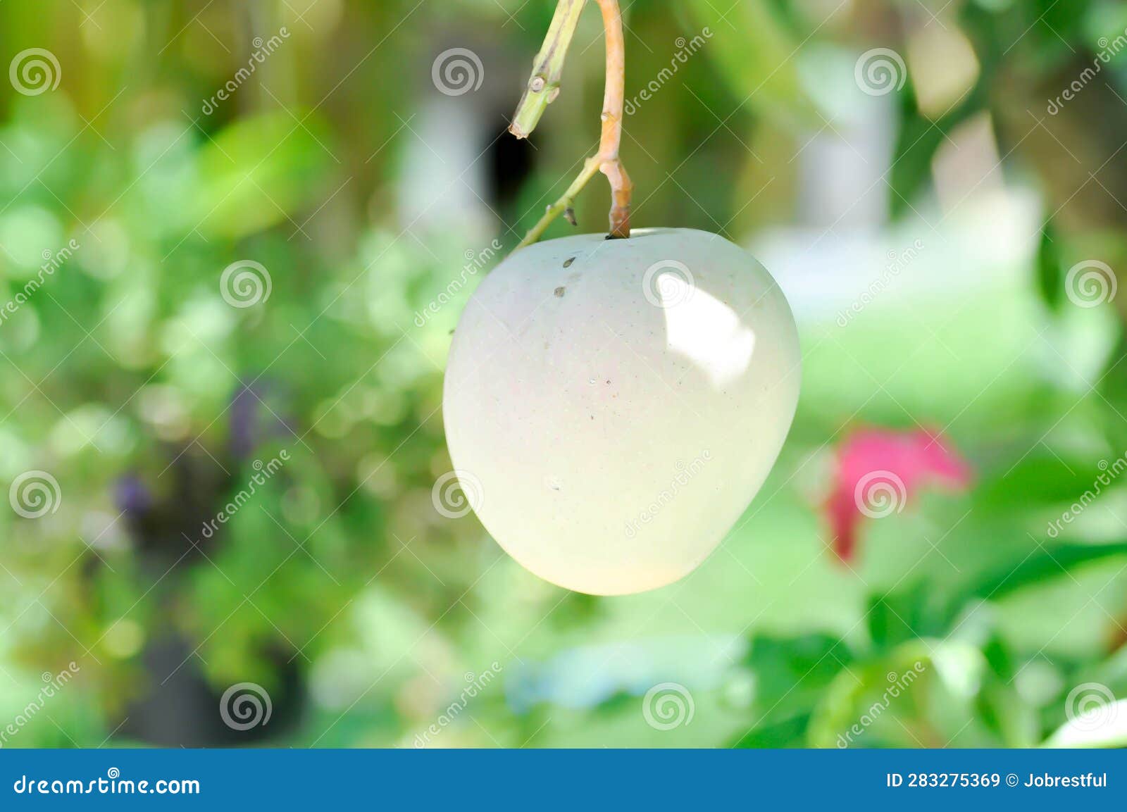 Mangifera Indica, Mango or Mango Seed on Mango Tree Stock Image - Image ...
