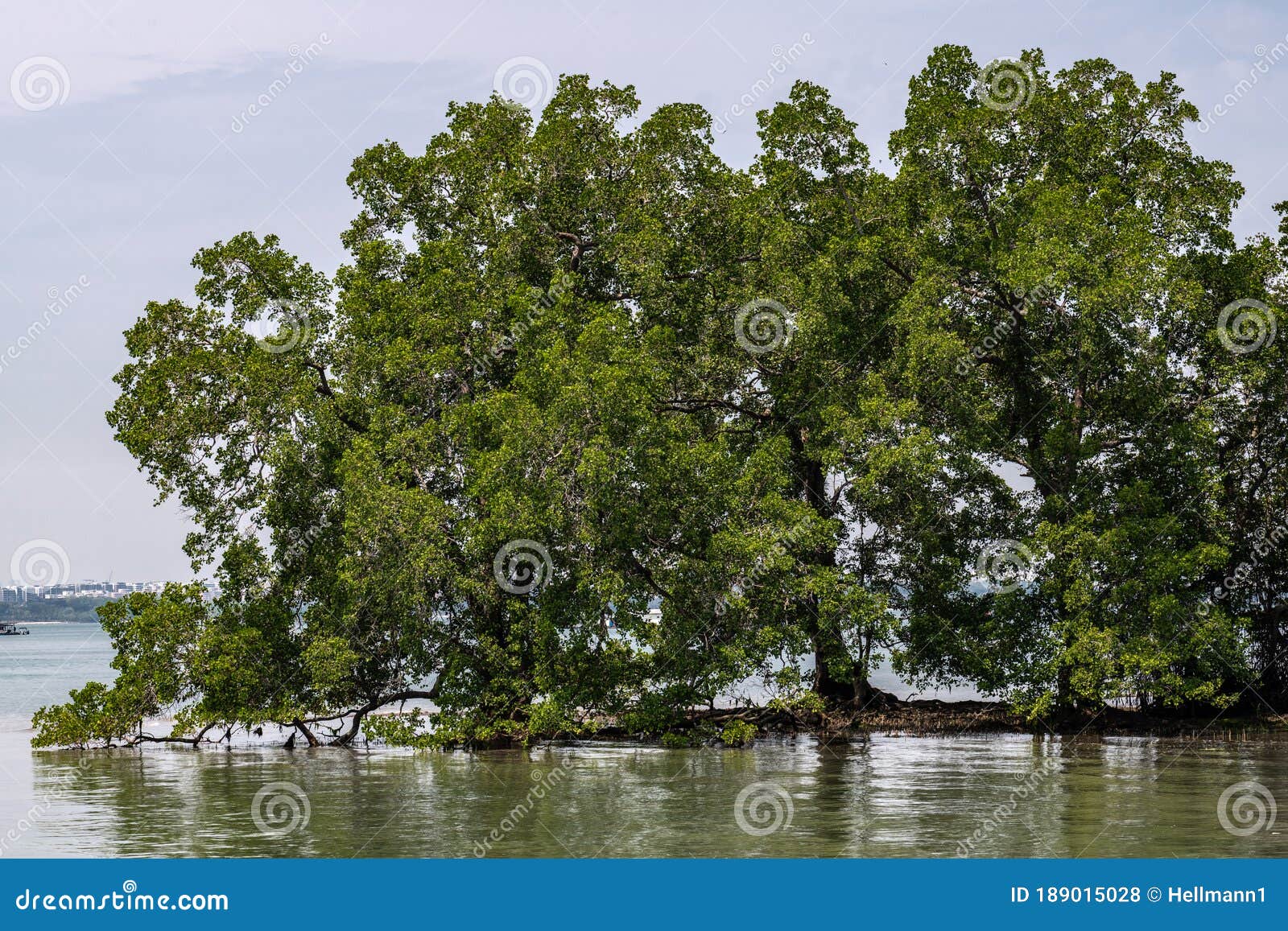 Manglar perepat foto de archivo. Imagen de ambiente - 189015028