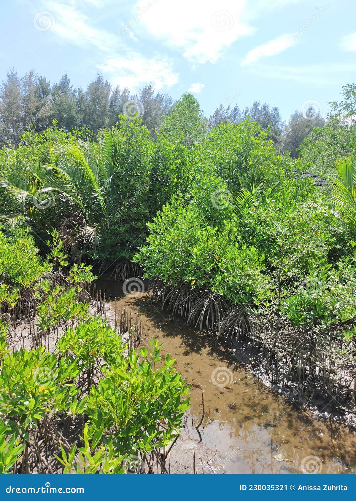 Manglares De Conservación En Indonesia Imagen de archivo - Imagen de ...