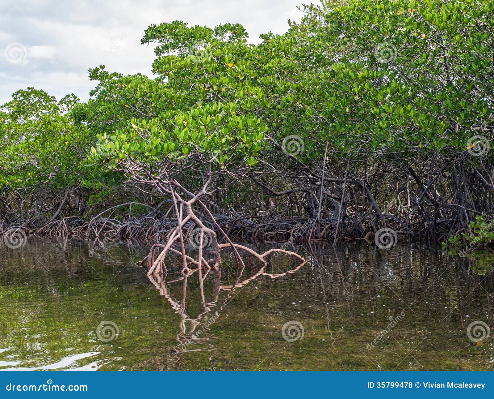 Mangle rojo en bahía baja foto de archivo. Imagen de mangle - 35799478