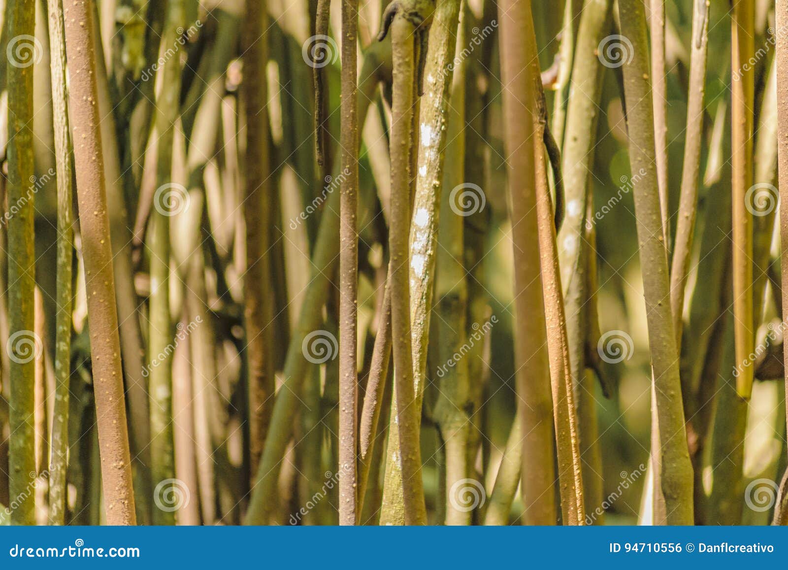 Mangle Tree Detail View, Ecuador Stock Photo - Image of view, grey ...