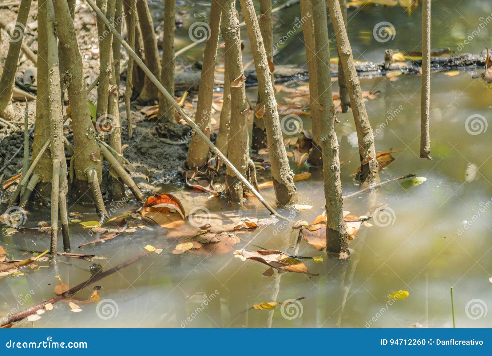 Mangle Tree Detail View, Ecuador Stock Photo - Image of background ...