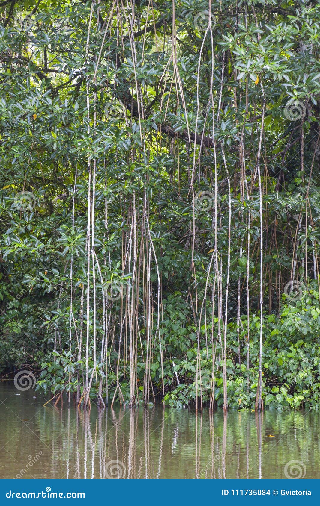 Mangle verde de la selva foto de archivo. Imagen de arbustos - 111735084