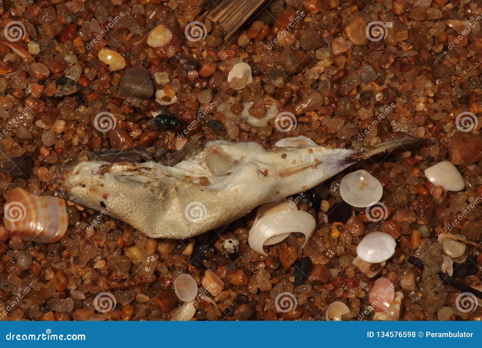 MANGLED DEAD FISH on a BEACH Stock Photo - Image of broken, colour ...