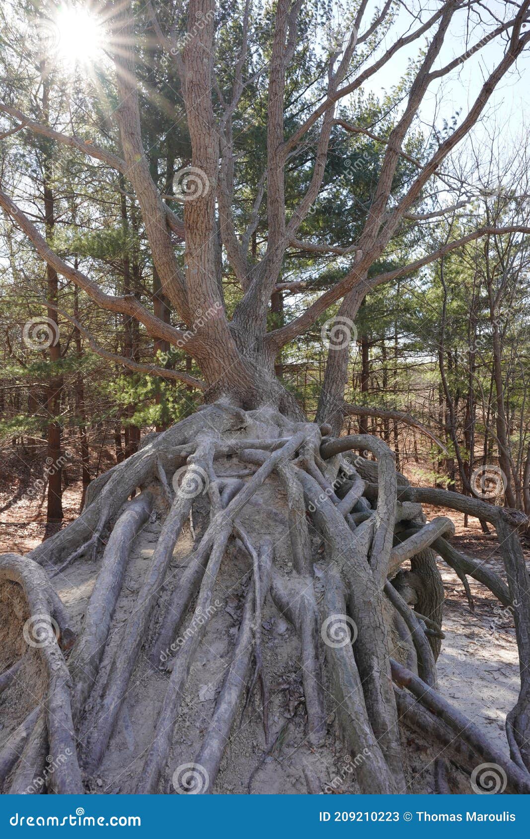 Mangled roots stock image. Image of leaf, soil, clear - 209210223