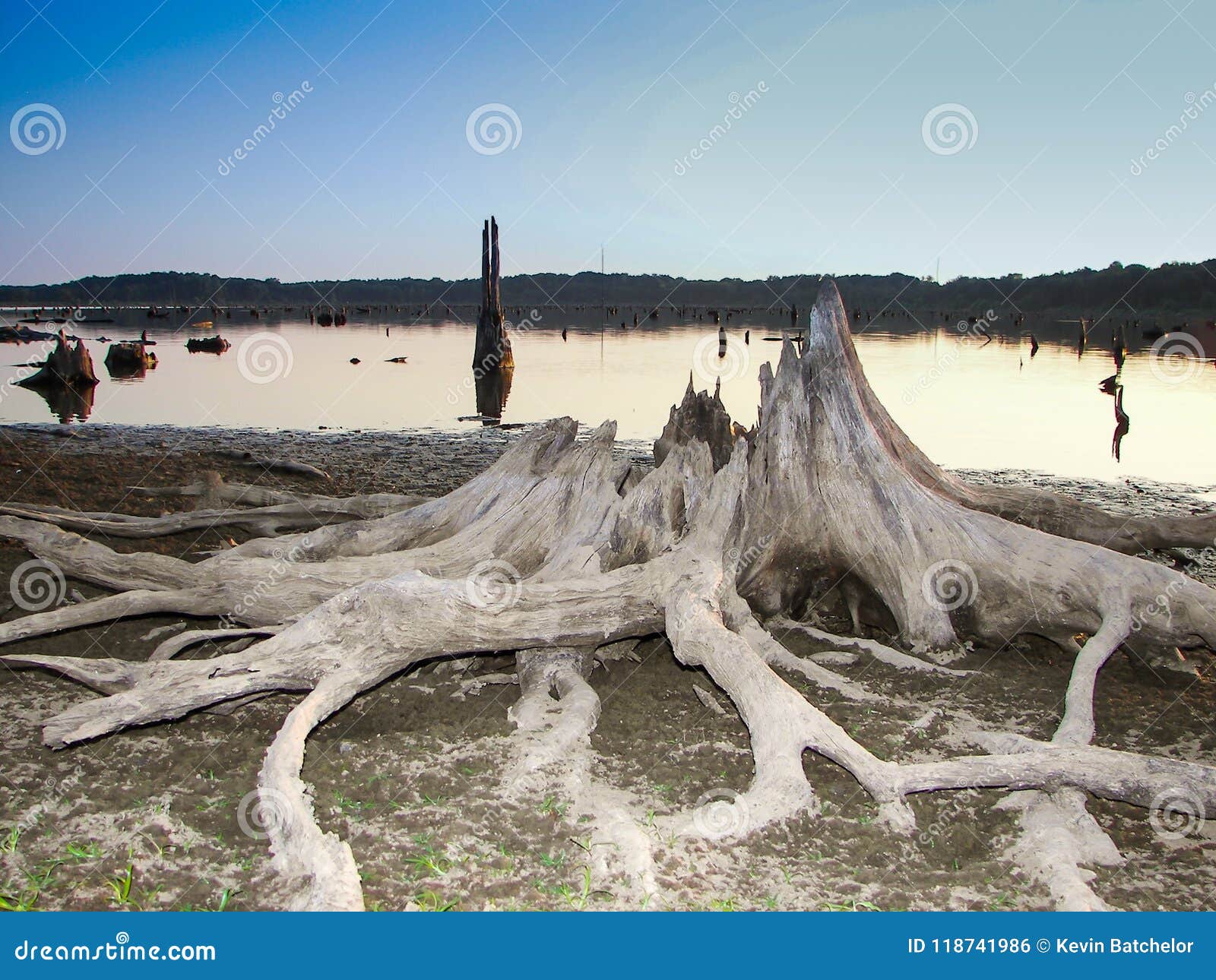 Mangled Tree Stump at Edge of Lake Stock Photo - Image of aquascapes ...