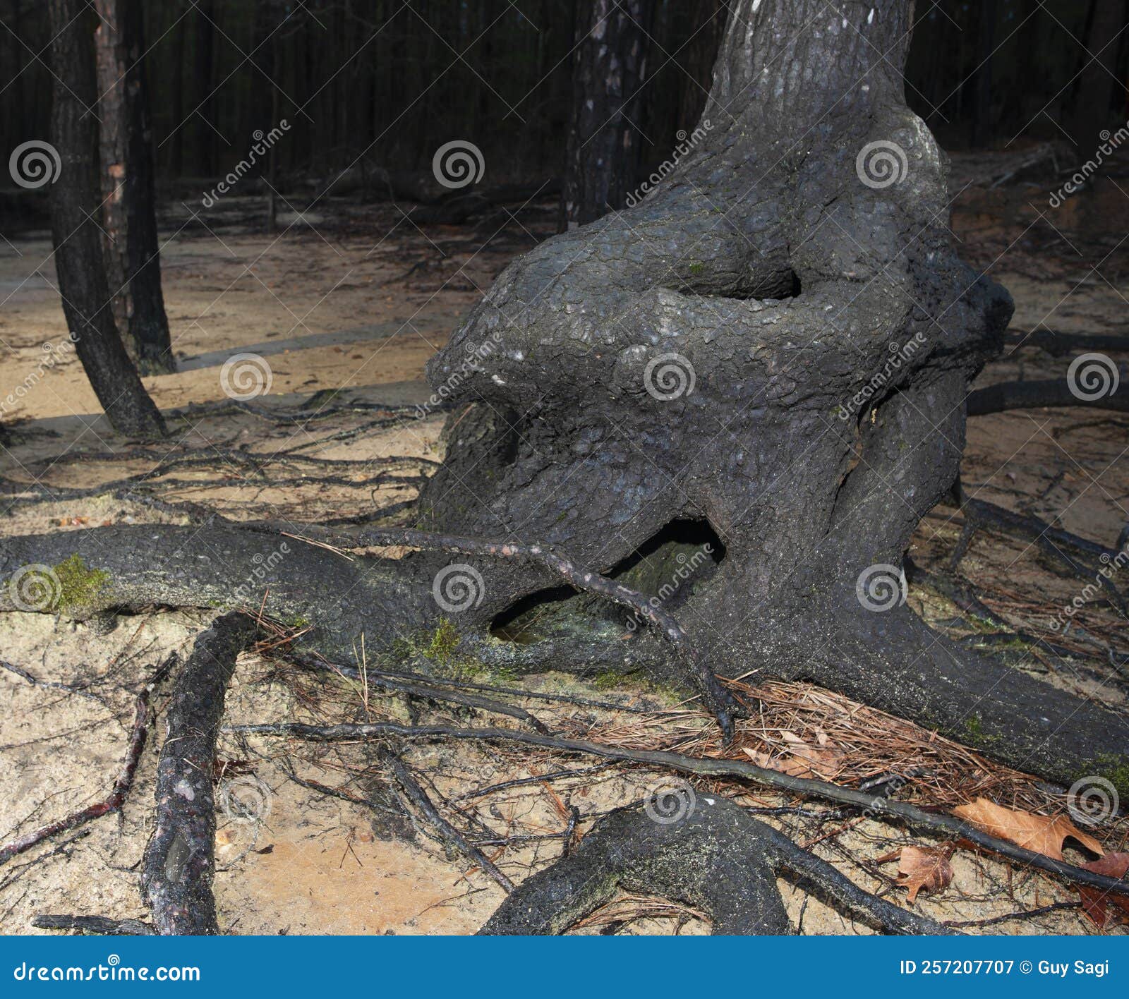 Mangled Tree Trunk in North Carolina Stock Image - Image of flora, dark ...