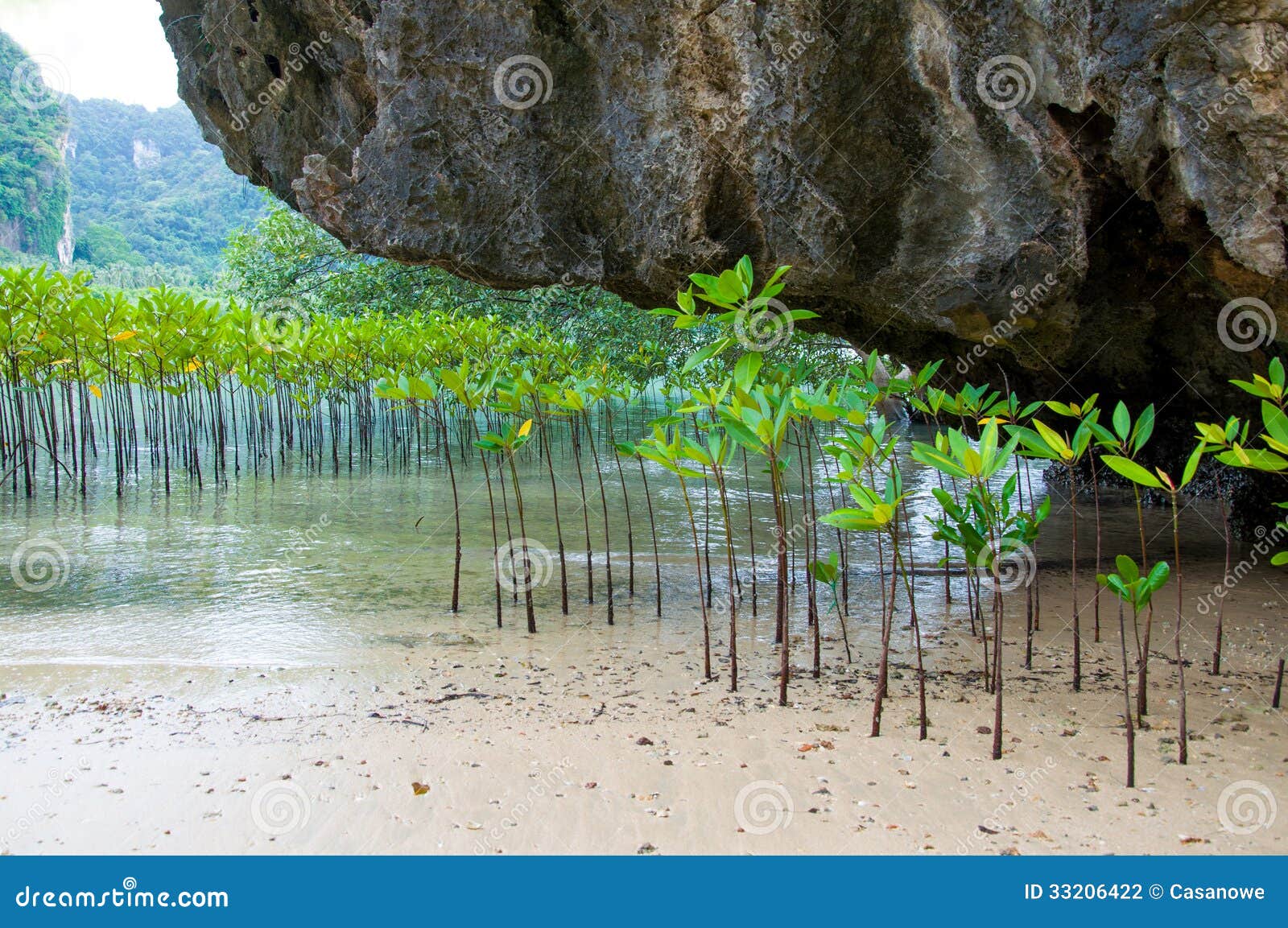 Mangles En Agua Verde En La Playa Foto de archivo - Imagen de turismo ...