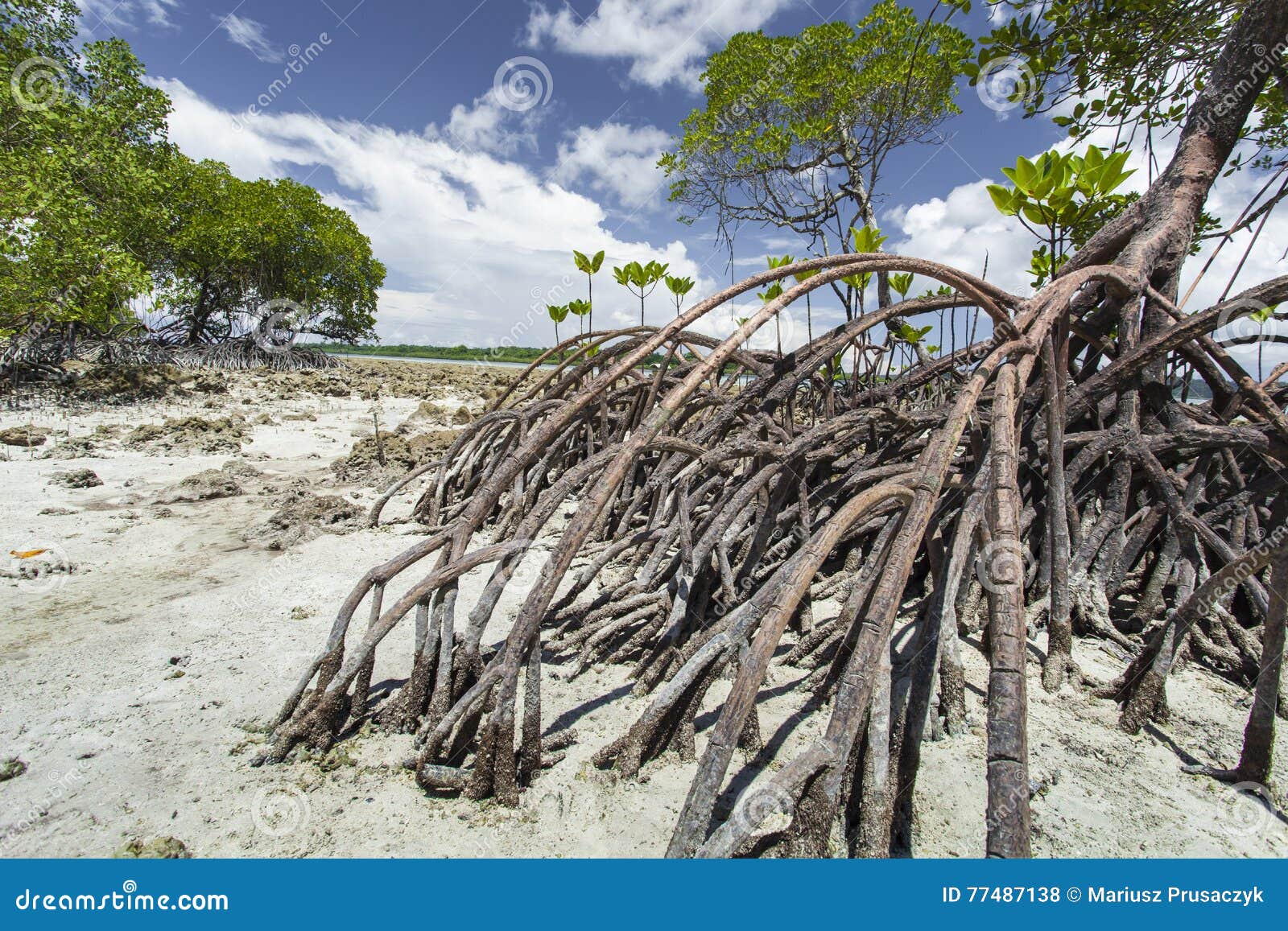 Mangles En La Playa De Andaman, La India Foto de archivo - Imagen de ...