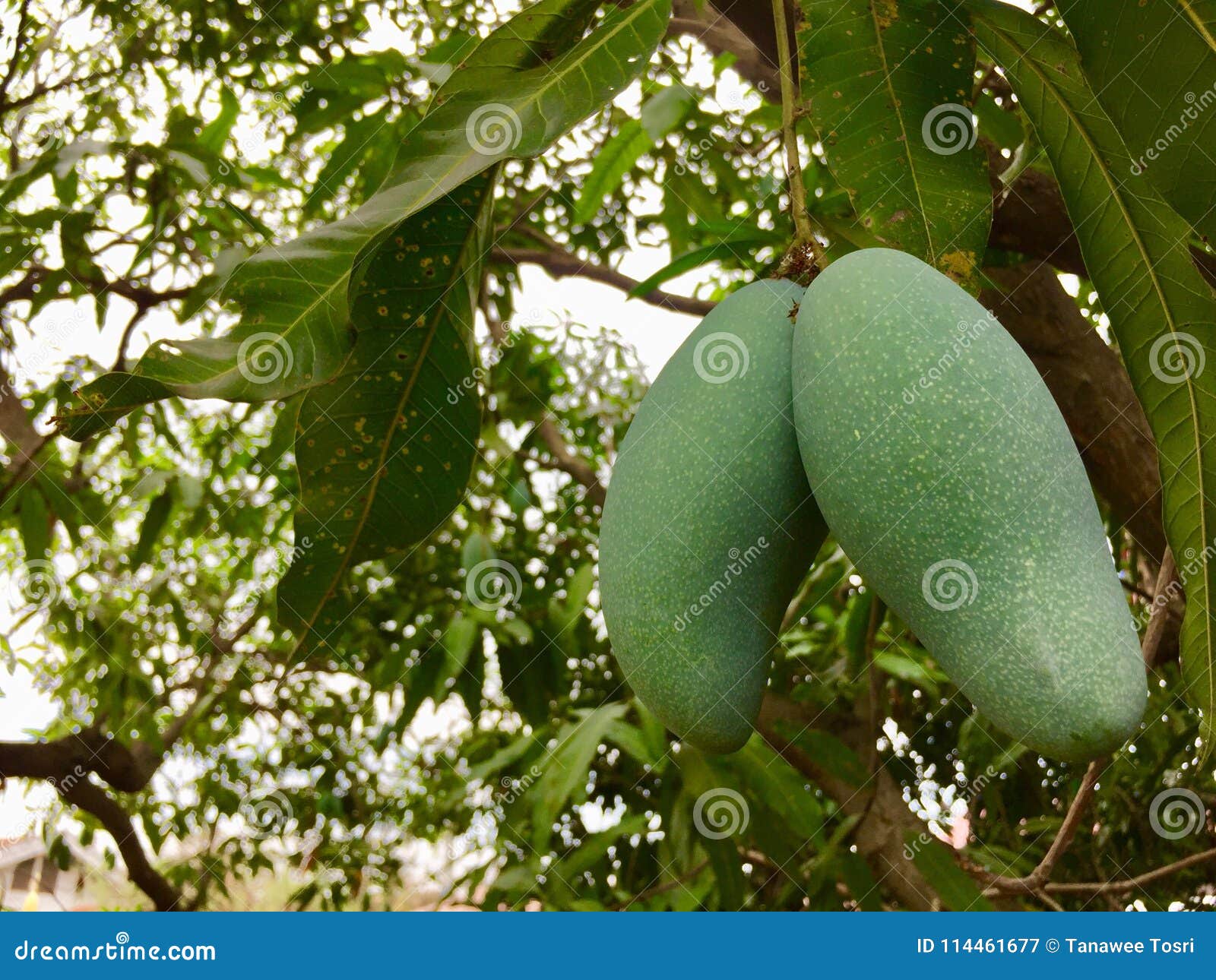 Mango stock afbeelding. Image of vrucht, aziatisch, gezondheid - 114461677