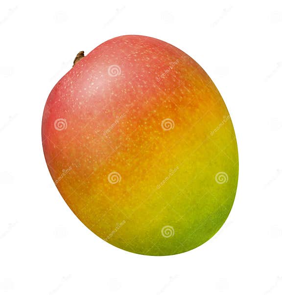 Mango stock photo. Image of healthy, tropical, citrus - 1755664