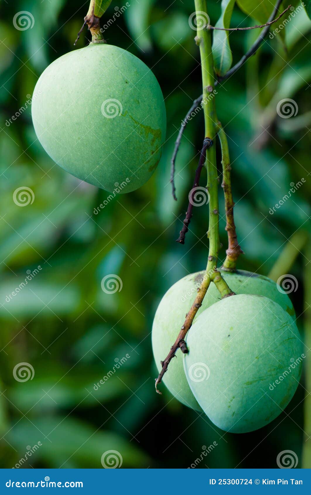 Mango stock photo. Image of plant, farm, summer, green - 25300724
