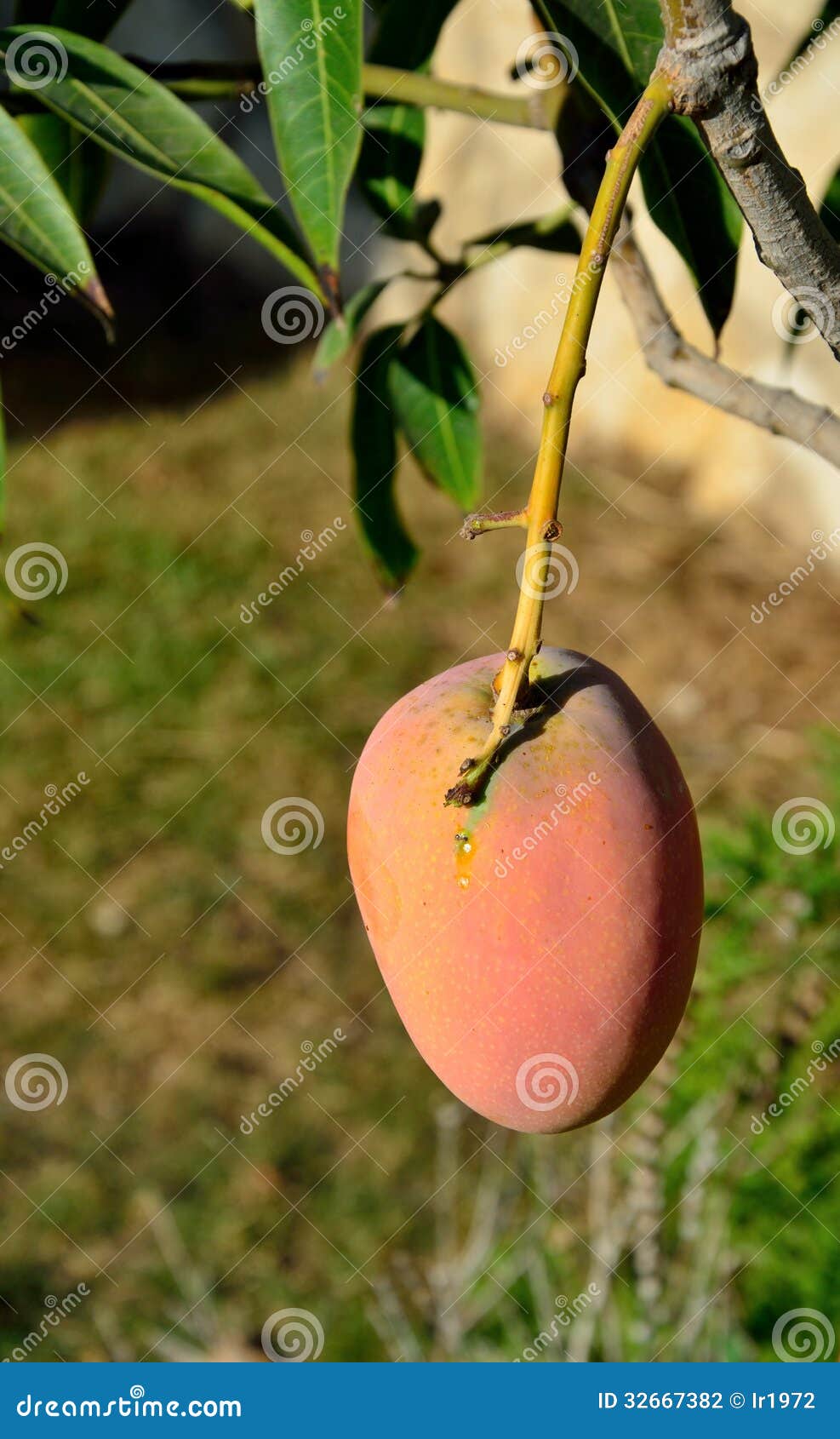 Mango arkivfoto. Bild av mango, israel, fruktsaft, frukt - 32667382