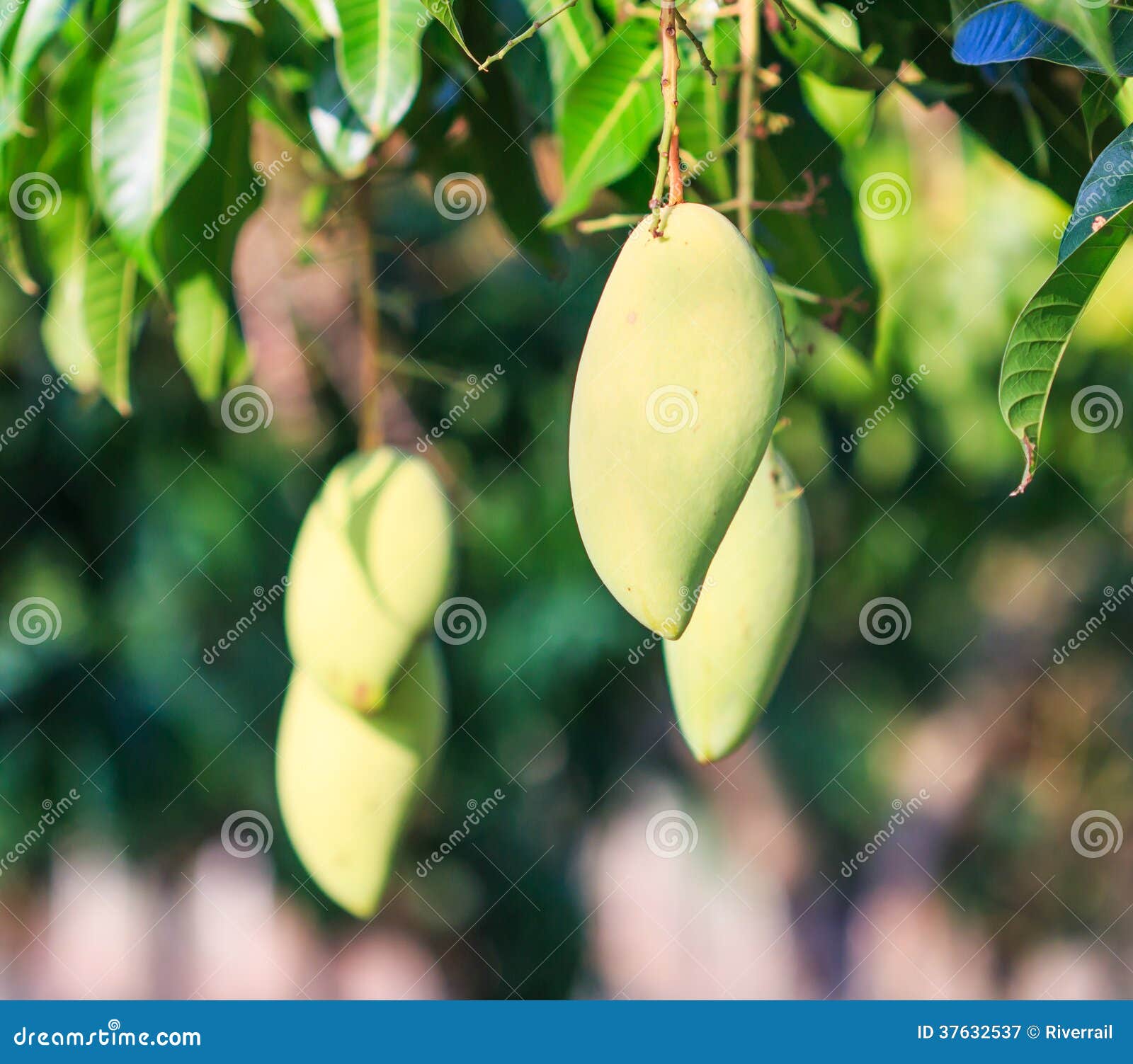 Mango stock image. Image of asian, life, harvest, foliage - 37632537