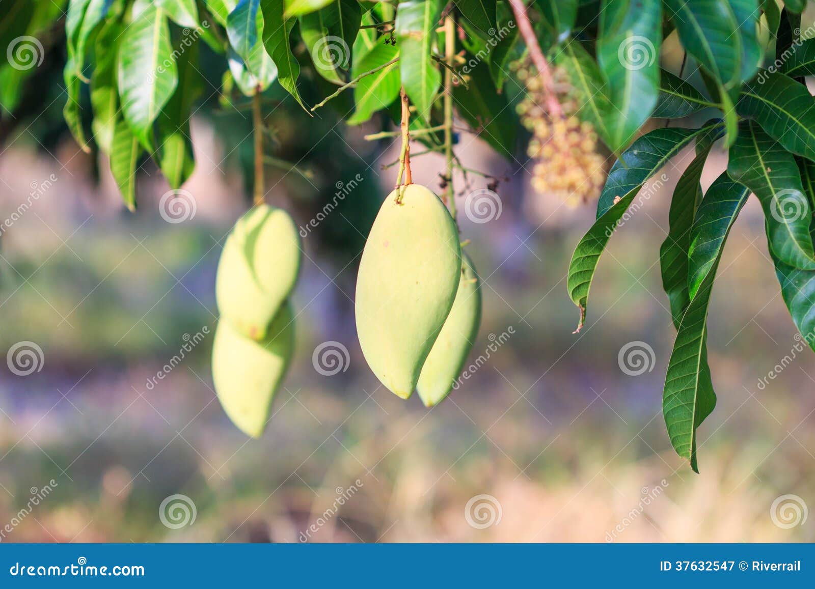 Mango stock image. Image of diet, mango, element, nutrition - 37632547