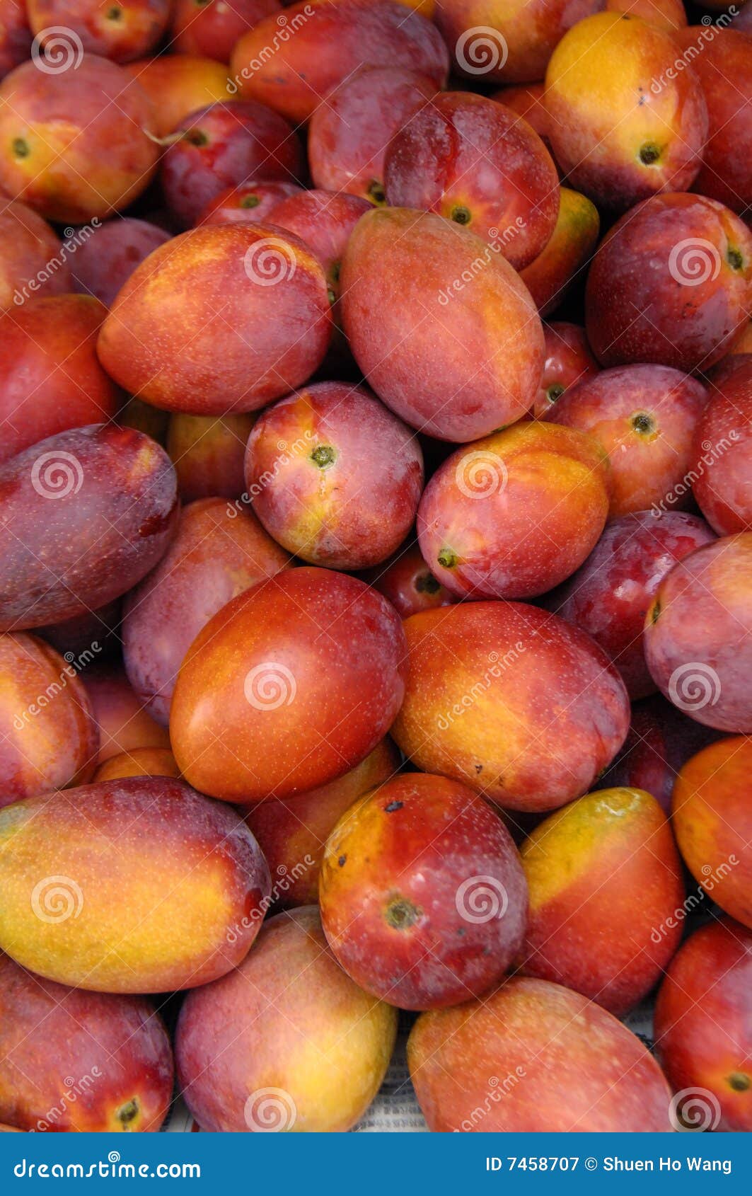 Mango stock image. Image of hawaii, food, citrus, freshness - 7458707