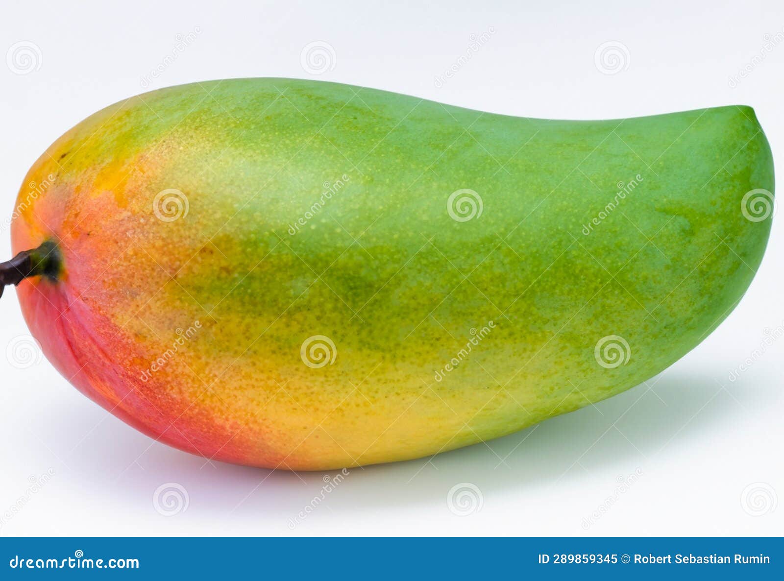 Mango ai ilustração stock. Ilustração de filial, produto - 289859345