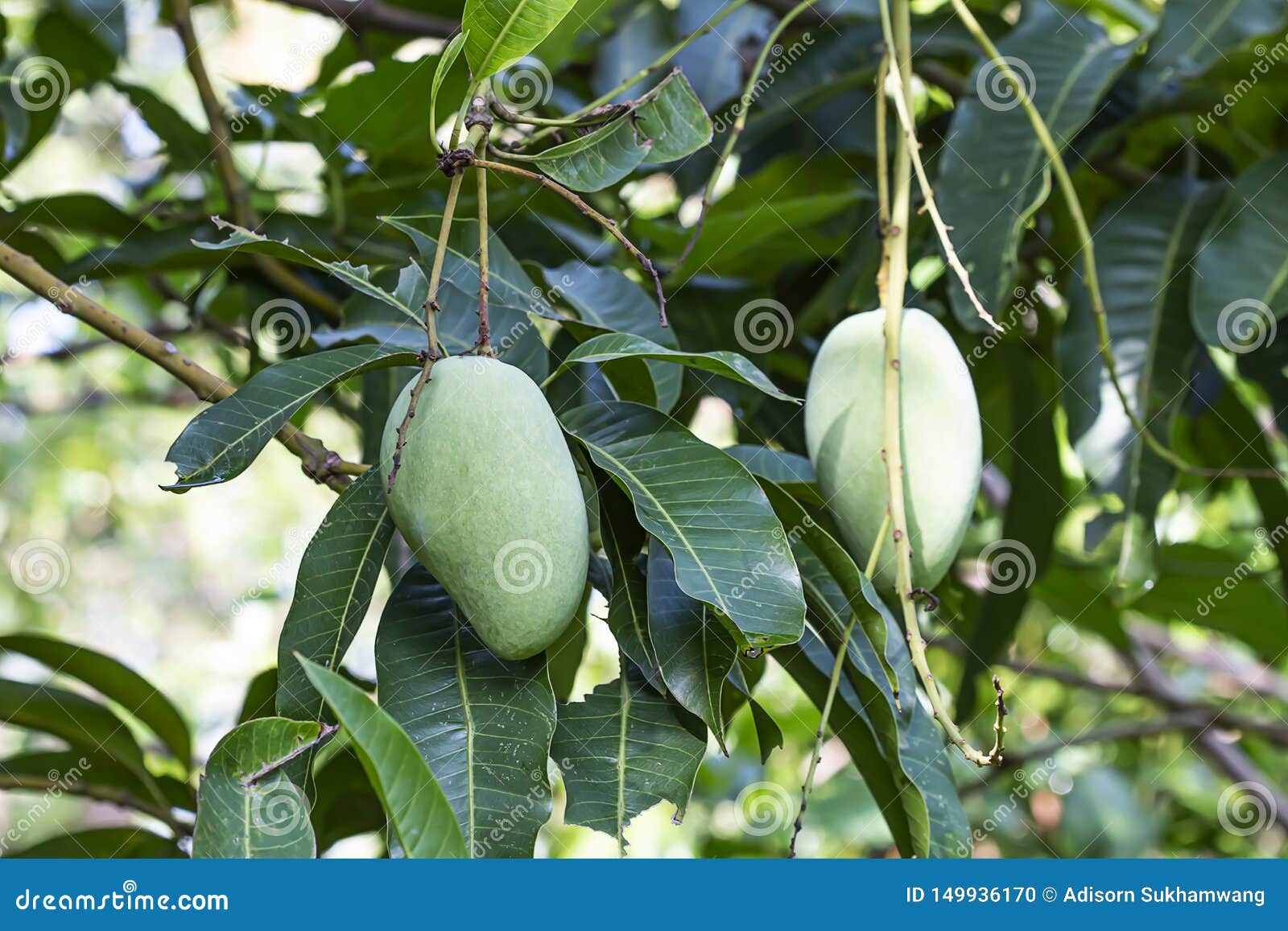 Mango Balls Mature in the Garden Grown with Organic Methods Stock Photo ...
